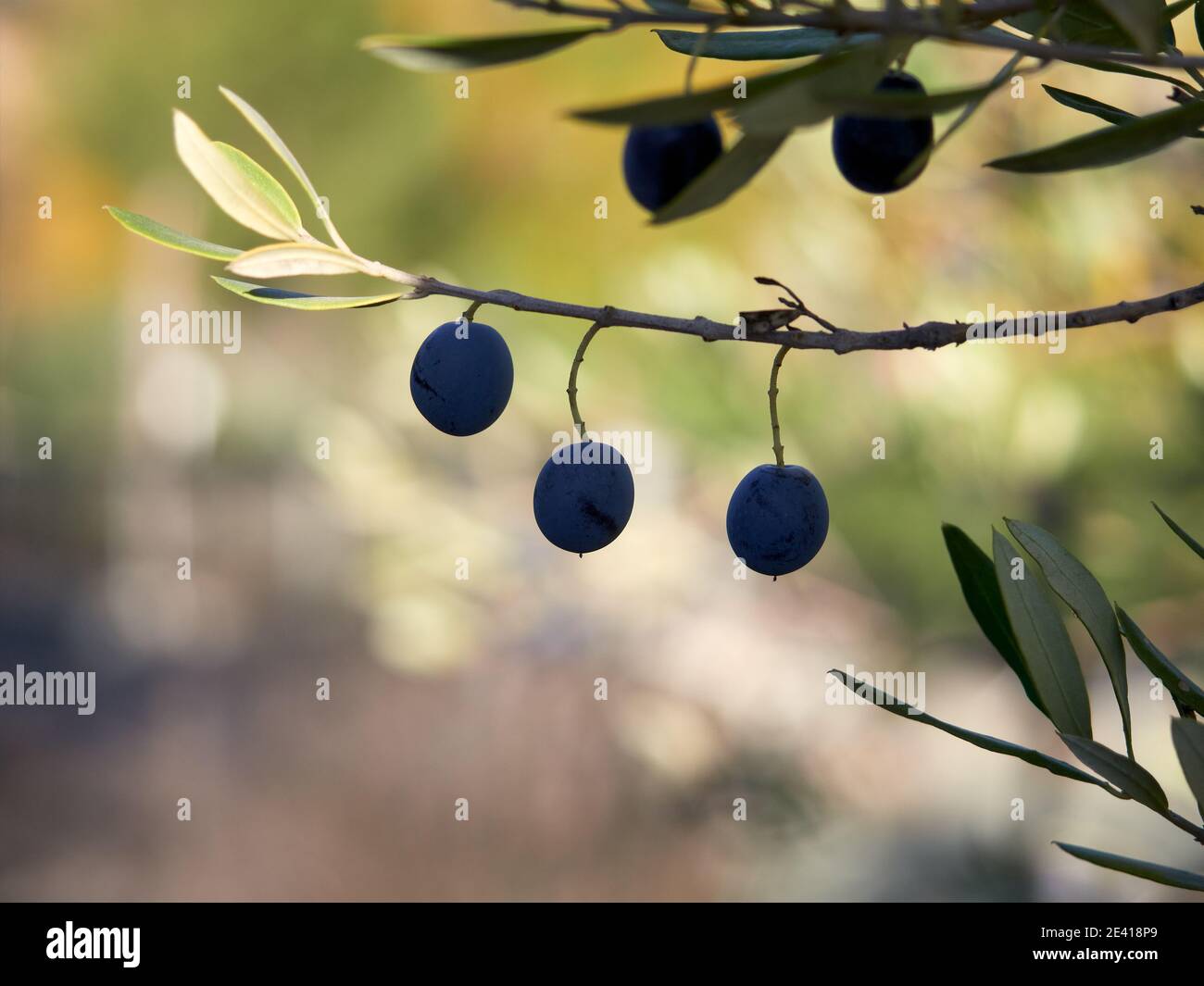 Closeup shot of ripe olives on an olive tree branch with a blurred ...