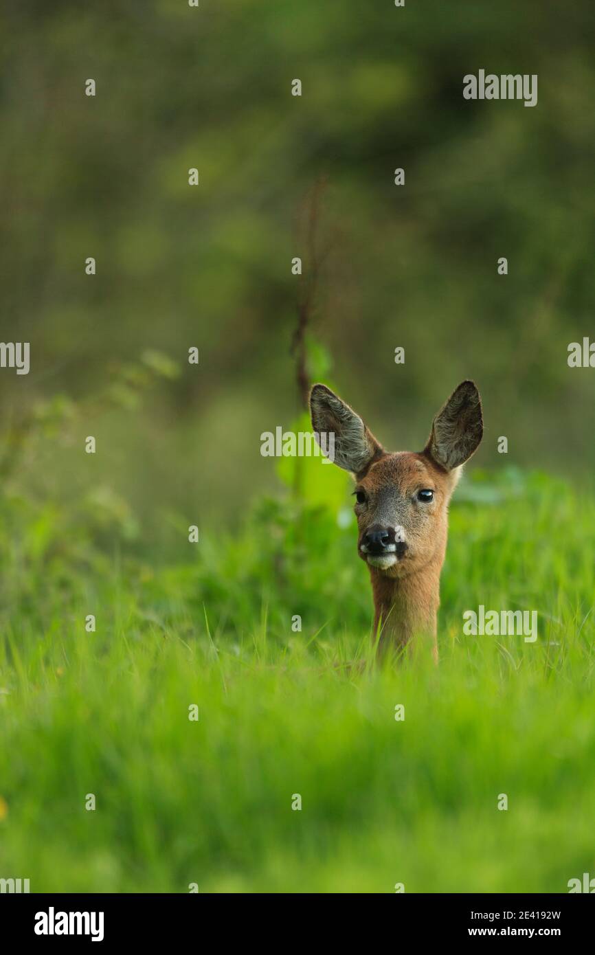 Roe Deer in their natural habitat Stock Photo - Alamy