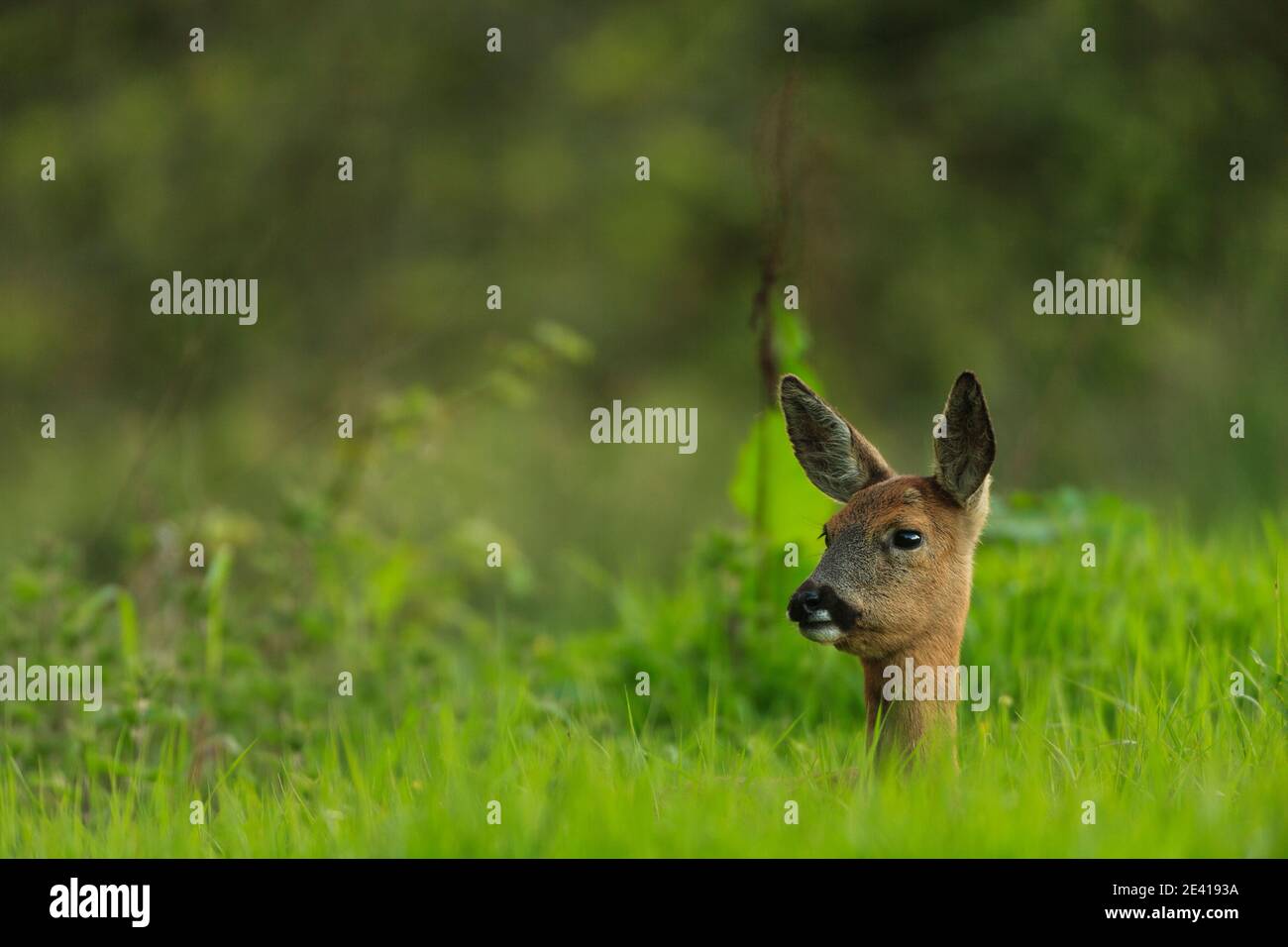 Roe deer in natural environment hi-res stock photography and images - Alamy