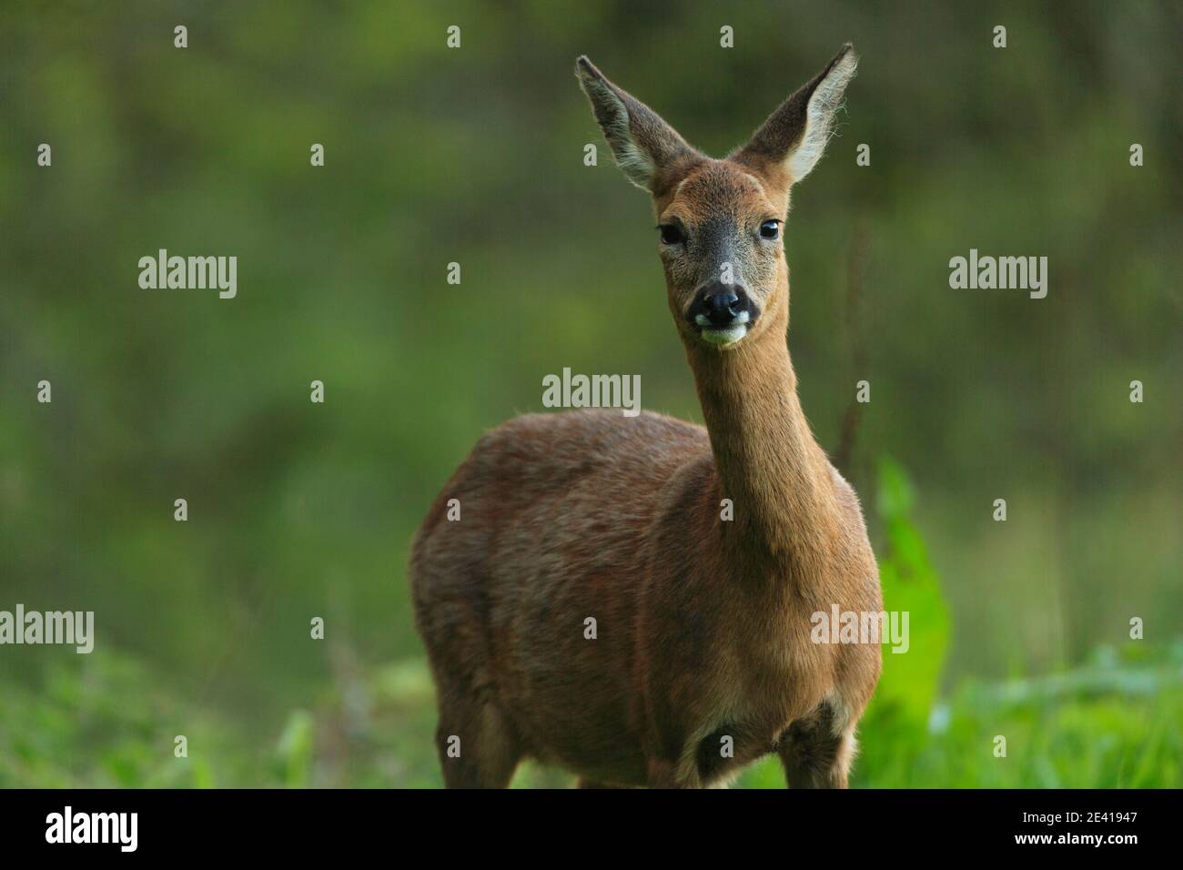 Roe Deer in their natural habitat Stock Photo - Alamy