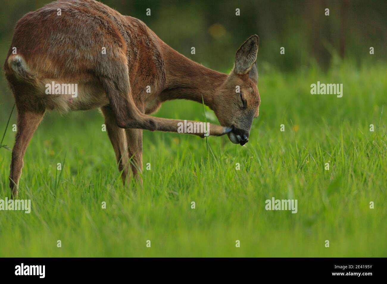 Roe Deer in their natural habitat Stock Photo - Alamy