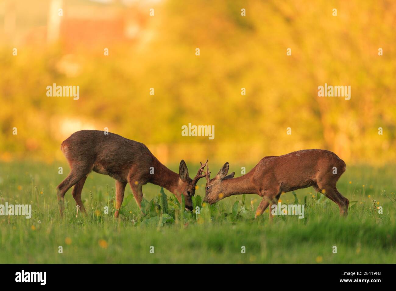 Roe Deer in their natural habitat Stock Photo - Alamy