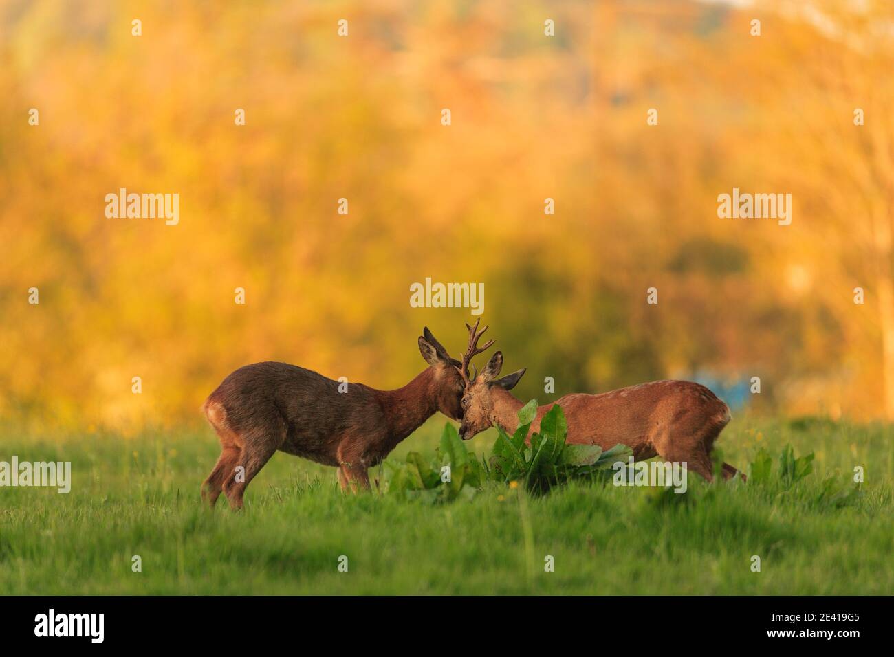Roe Deer in their natural habitat Stock Photo - Alamy