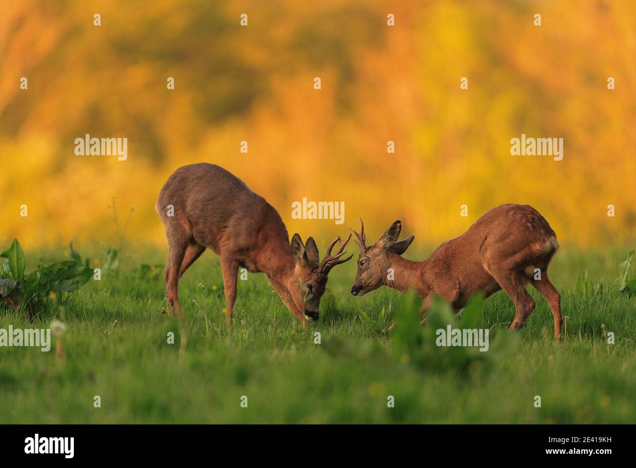 Roe Deer Fighting High Resolution Stock Photography and Images - Alamy