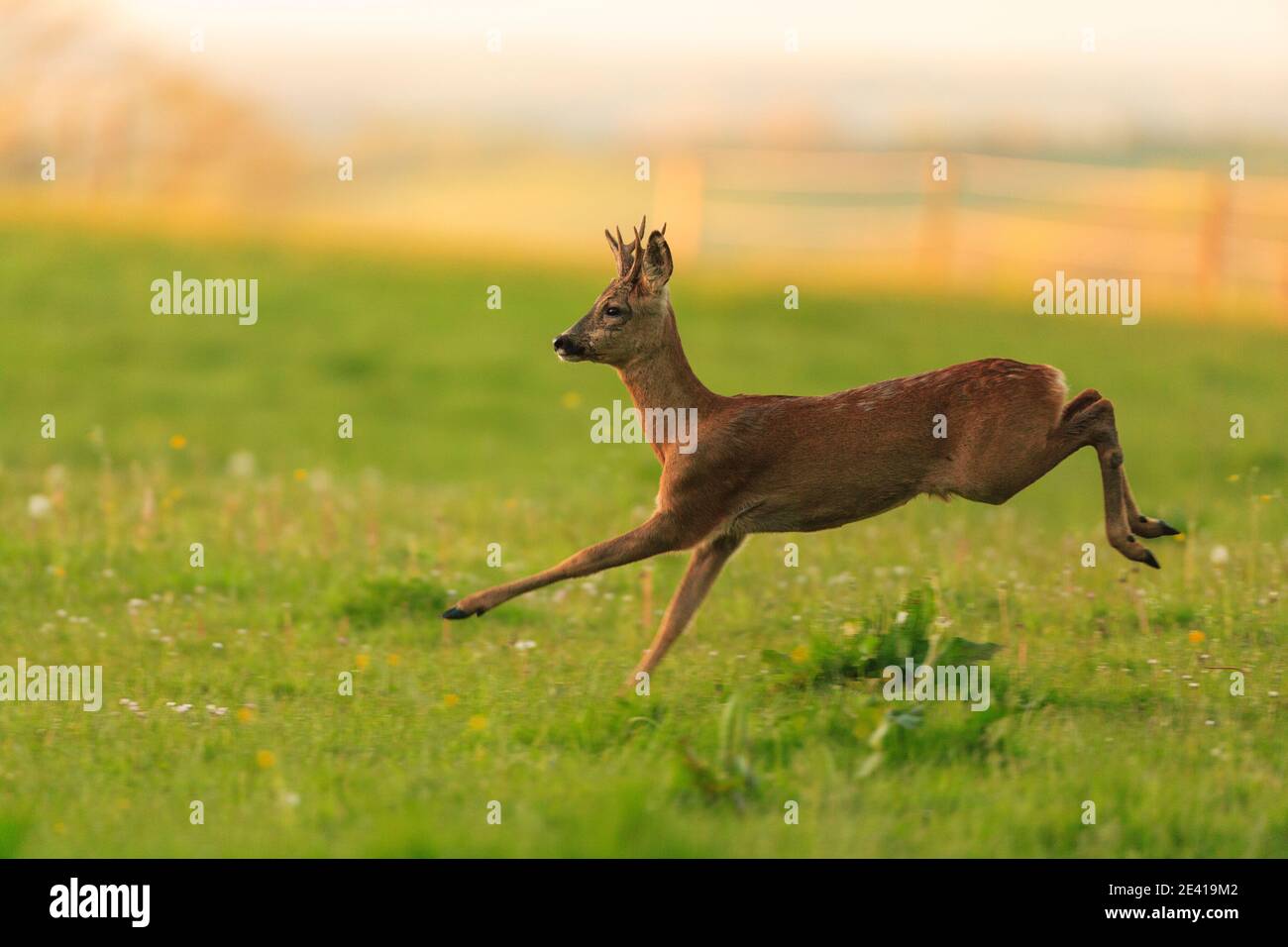 Leaping roe deer uk hi-res stock photography and images - Alamy