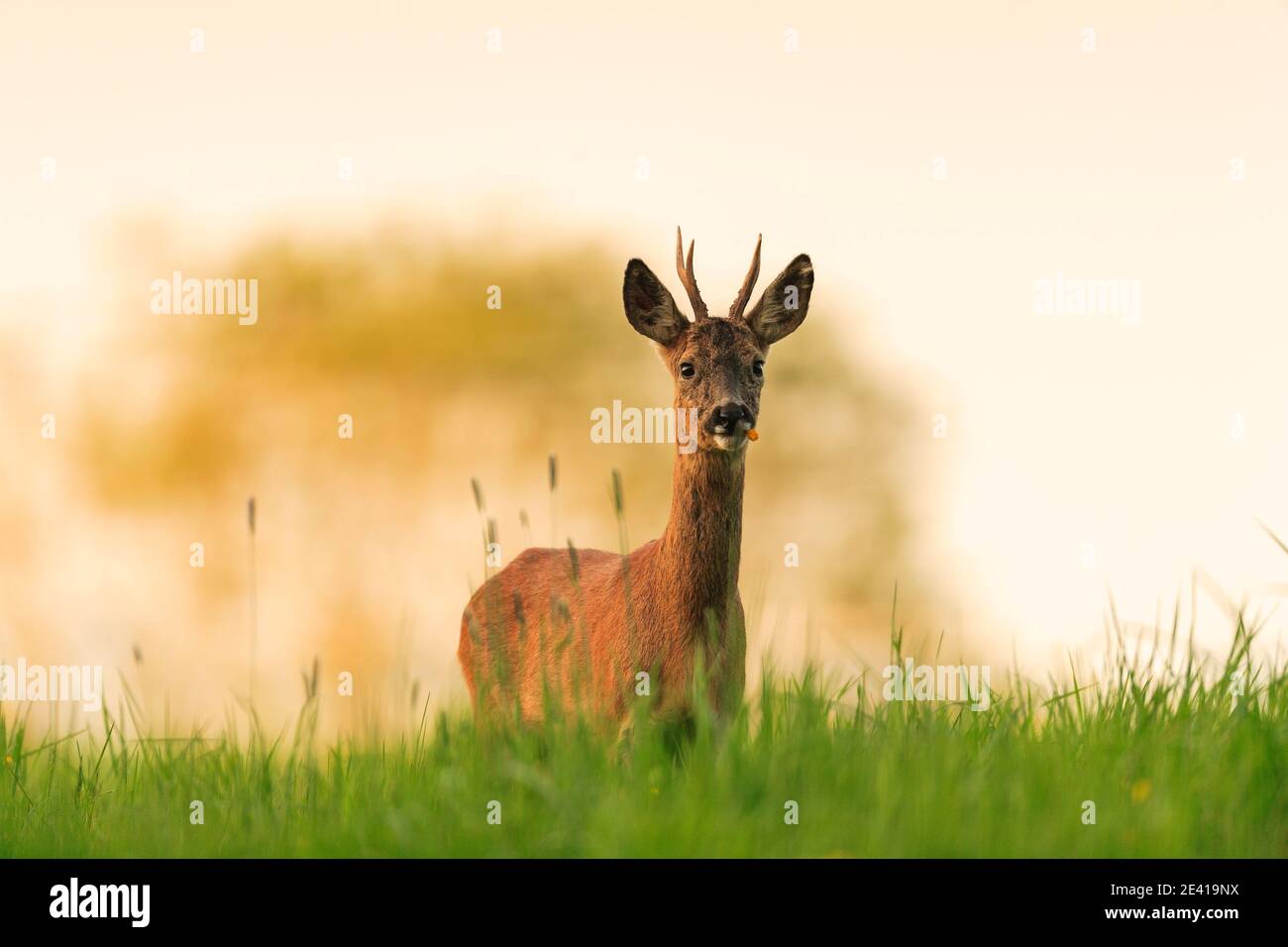 Roe Deer in their natural habitat Stock Photo - Alamy