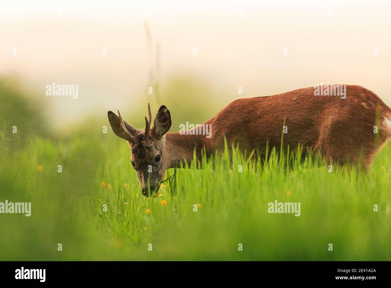 Roe deer buck feeding hi-res stock photography and images - Alamy