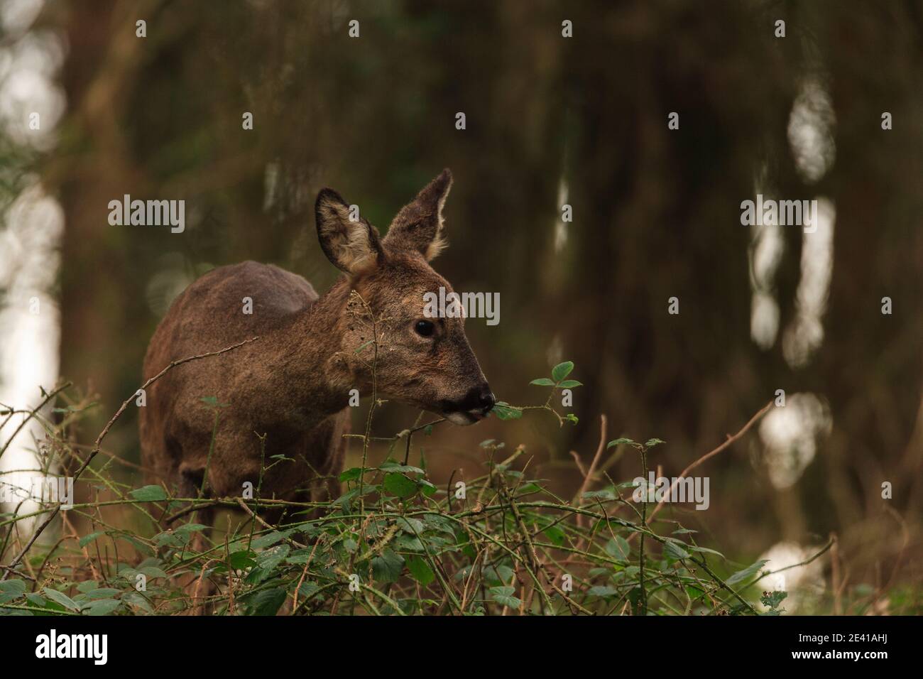 Roe Deer in their natural habitat Stock Photo - Alamy