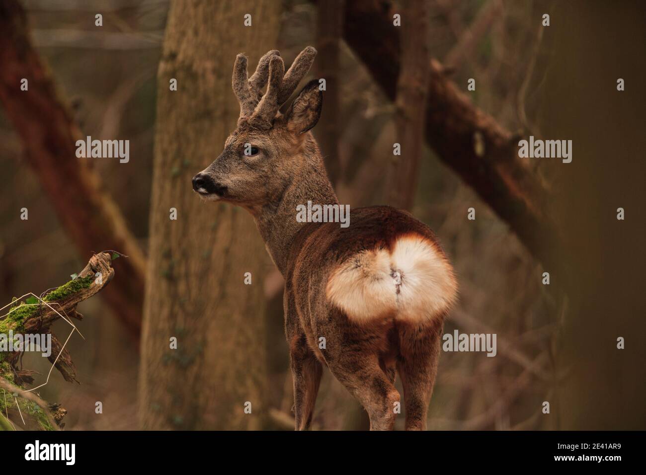 Deer rump hi-res stock photography and images - Alamy