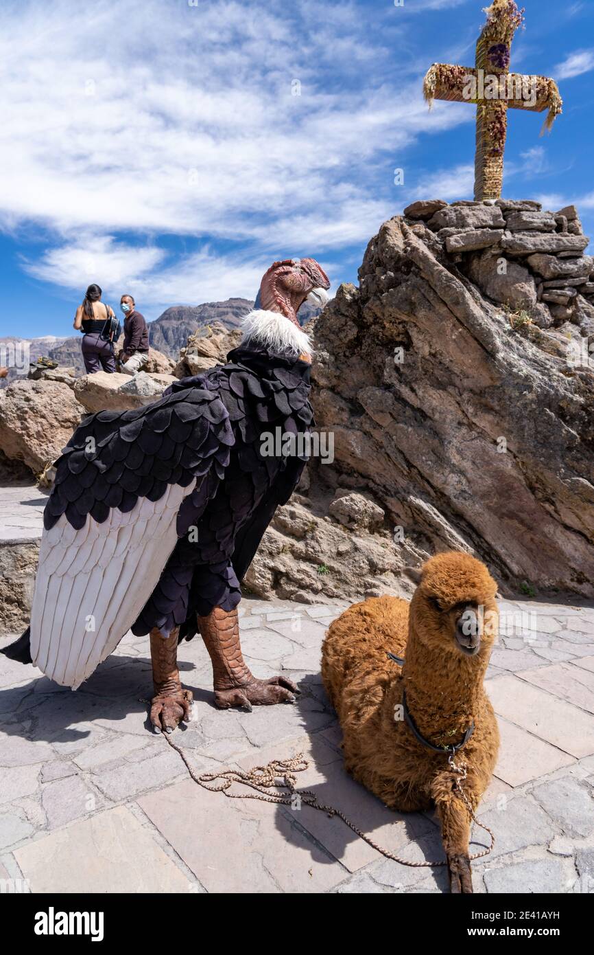Colca canyon in Southern Peru is home to the Andean condor (Vultur ...