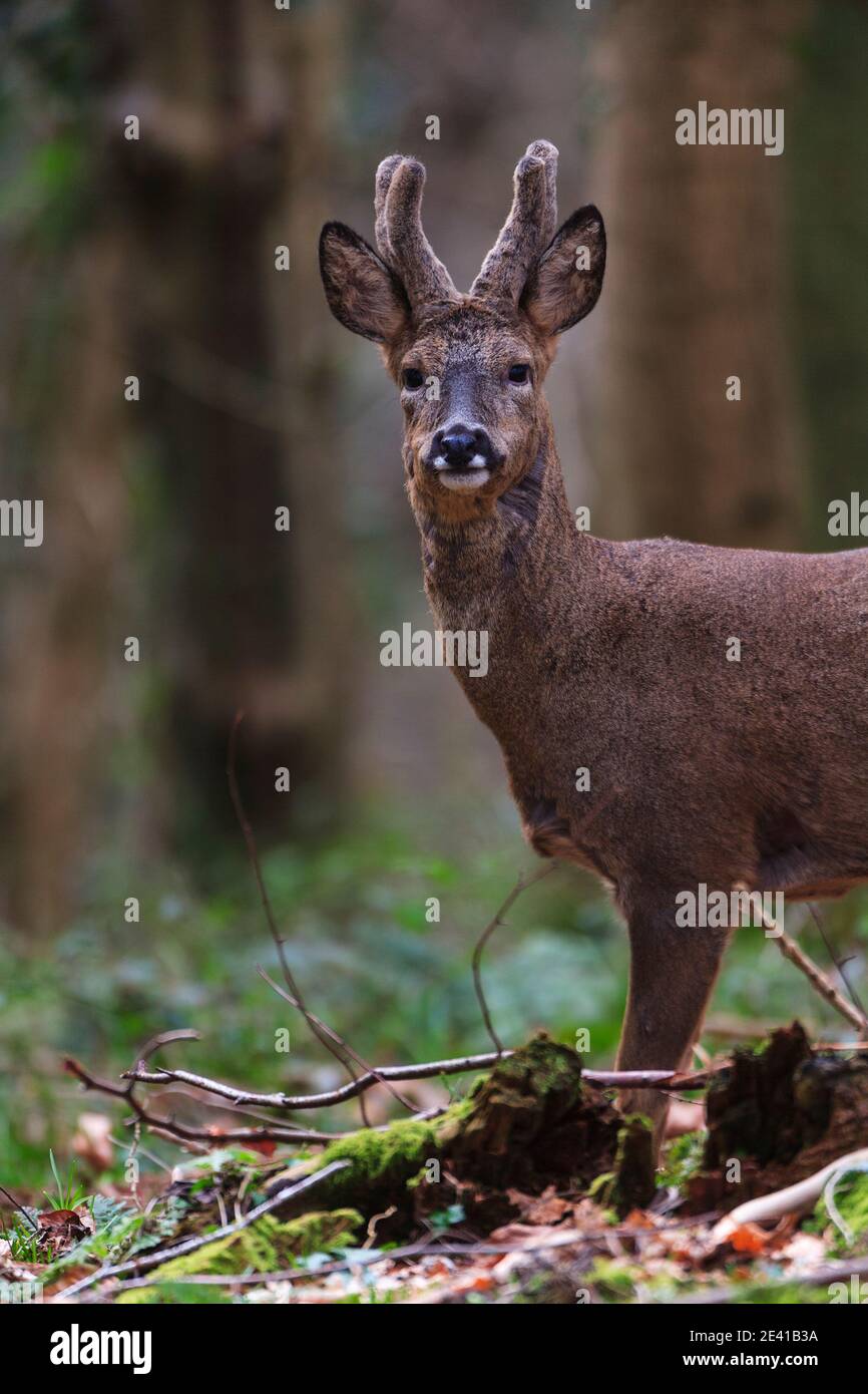 Roe Deer in their natural habitat Stock Photo - Alamy