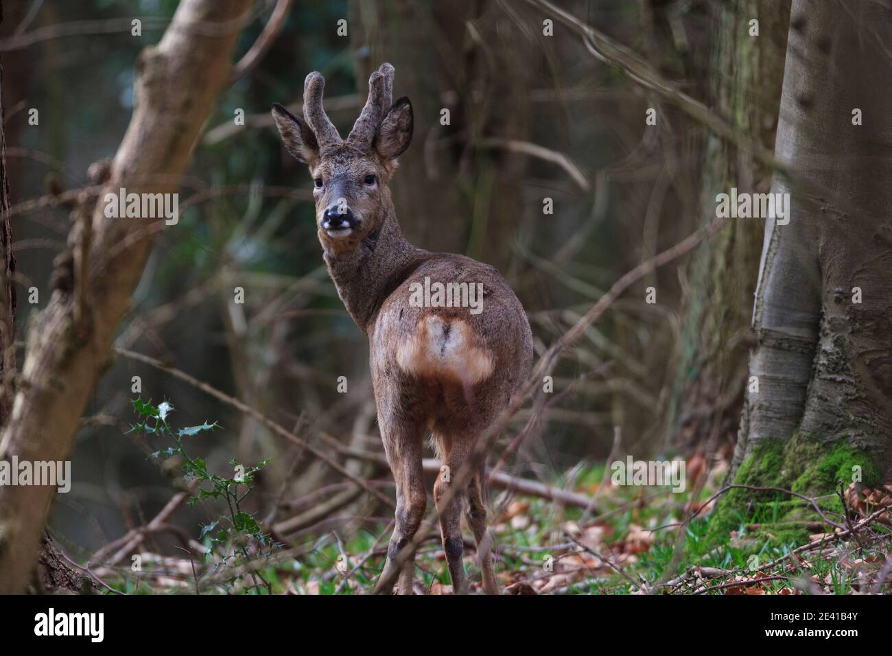 White rump roe deer hi-res stock photography and images - Alamy