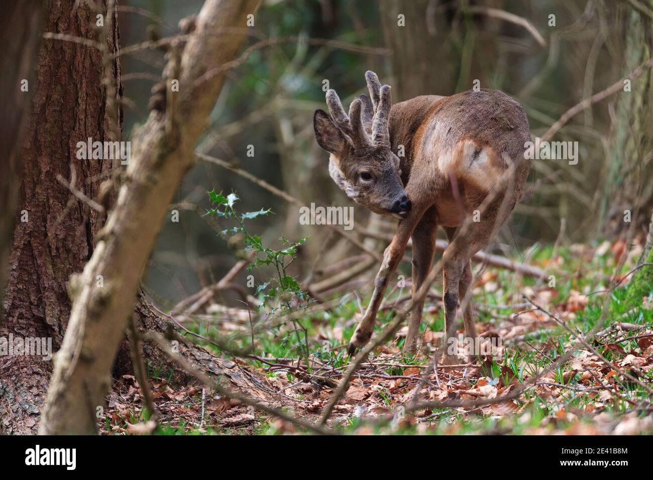 Roe Deer in their natural habitat Stock Photo - Alamy