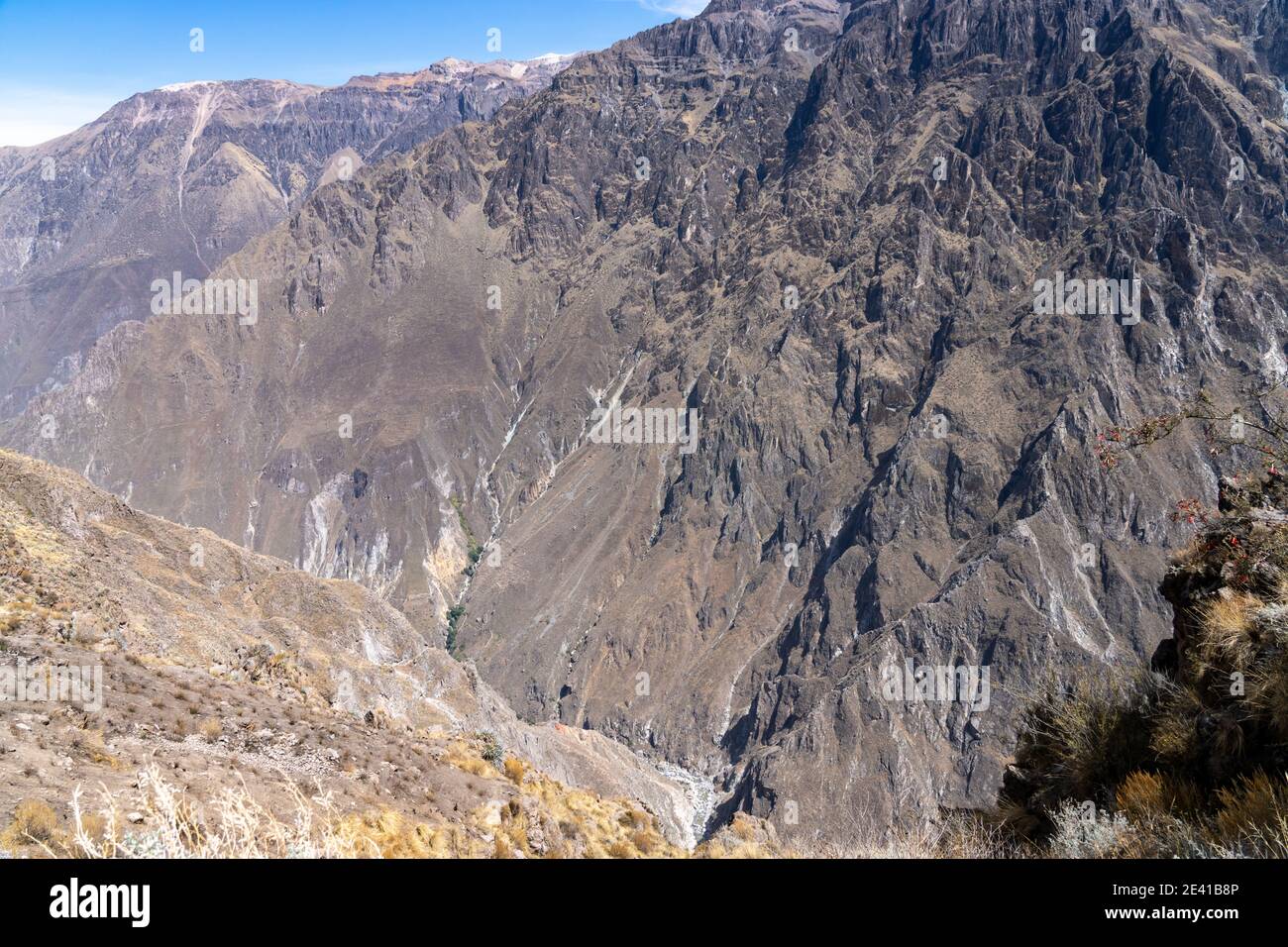 Colca canyon in Southern Peru is home to the Andean condor (Vultur ...