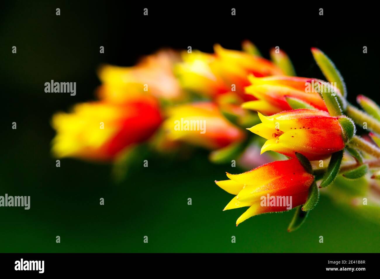 Beautiful yellow and red flowers Stock Photo - Alamy