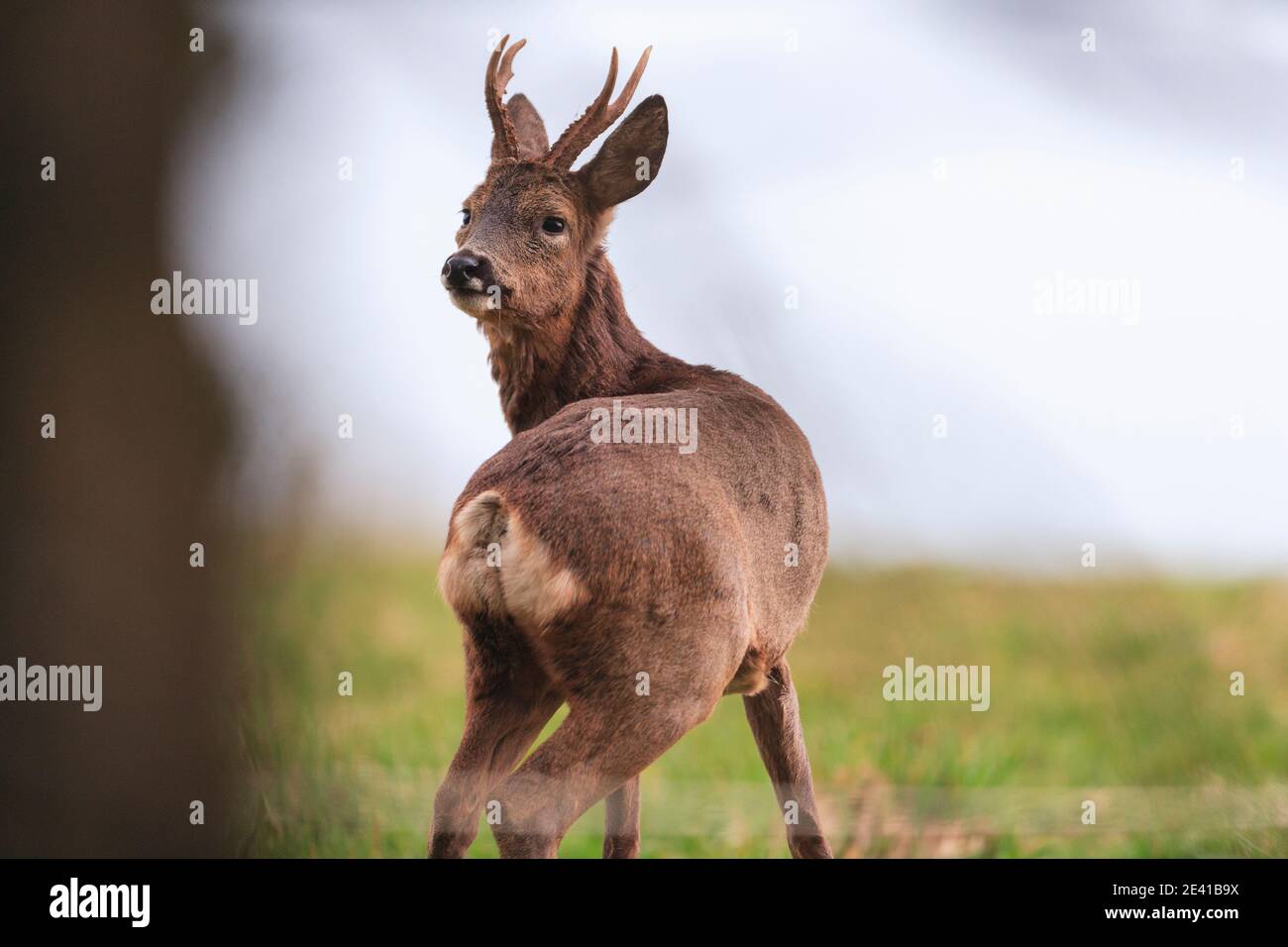 White rump roe deer hi-res stock photography and images - Alamy
