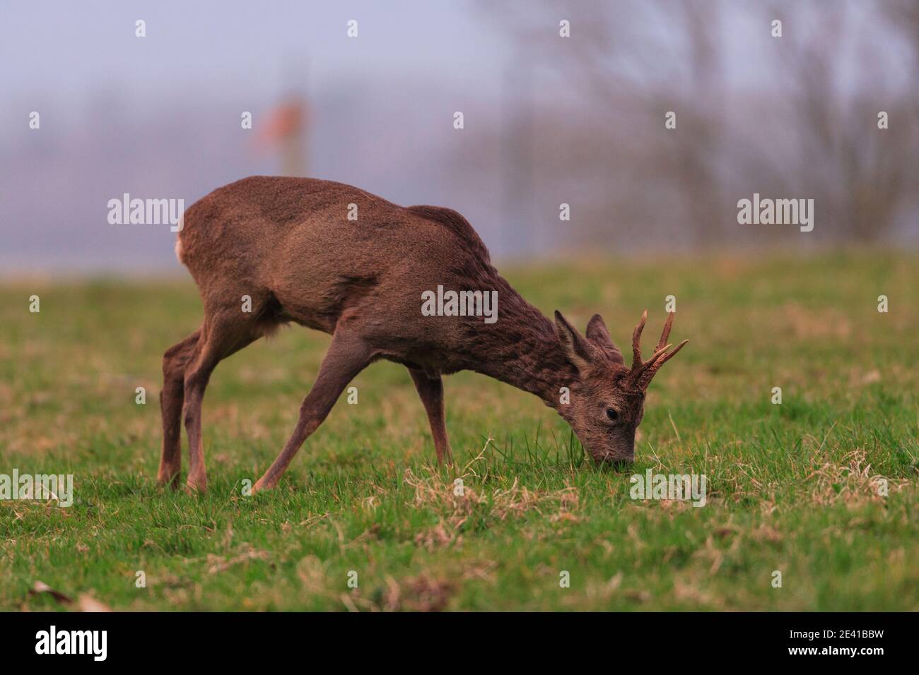 Roe Deer in their natural habitat Stock Photo - Alamy