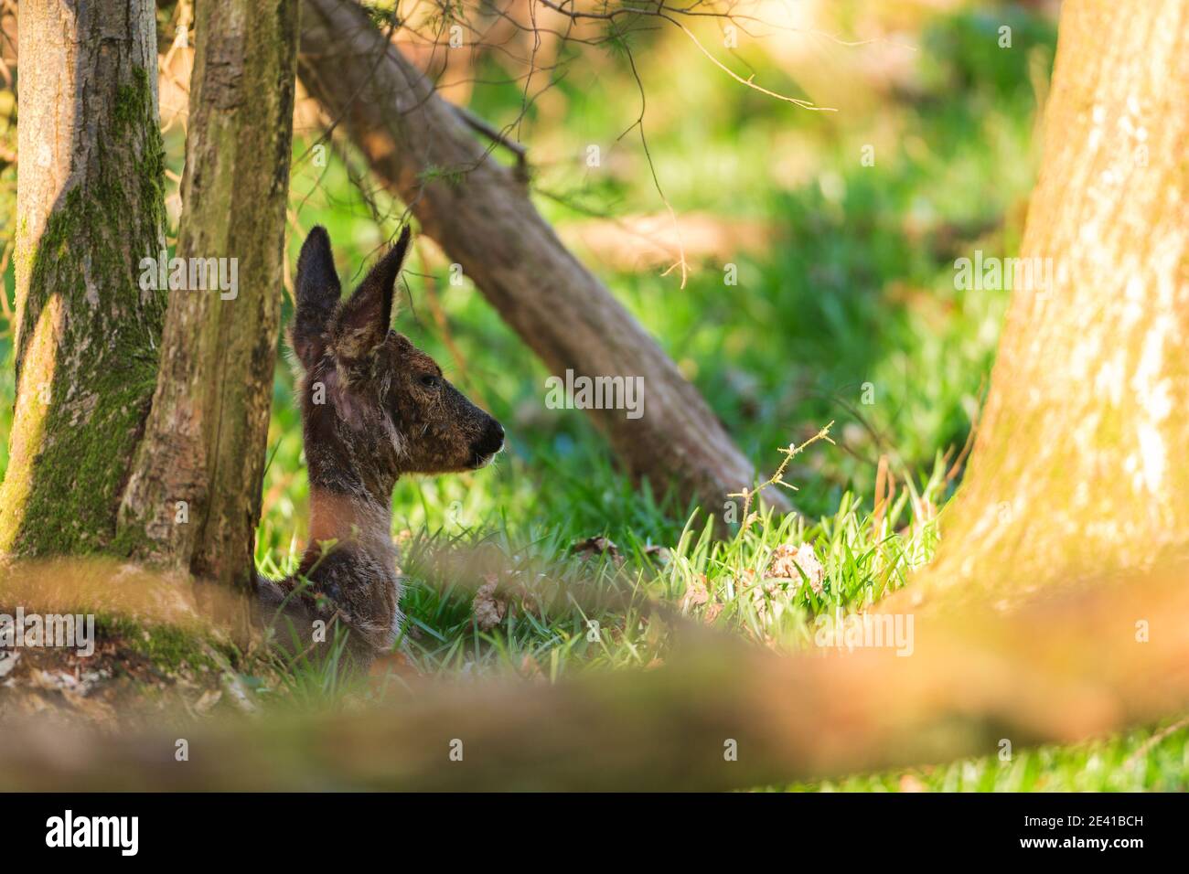 Roe deer moulting hi-res stock photography and images - Alamy