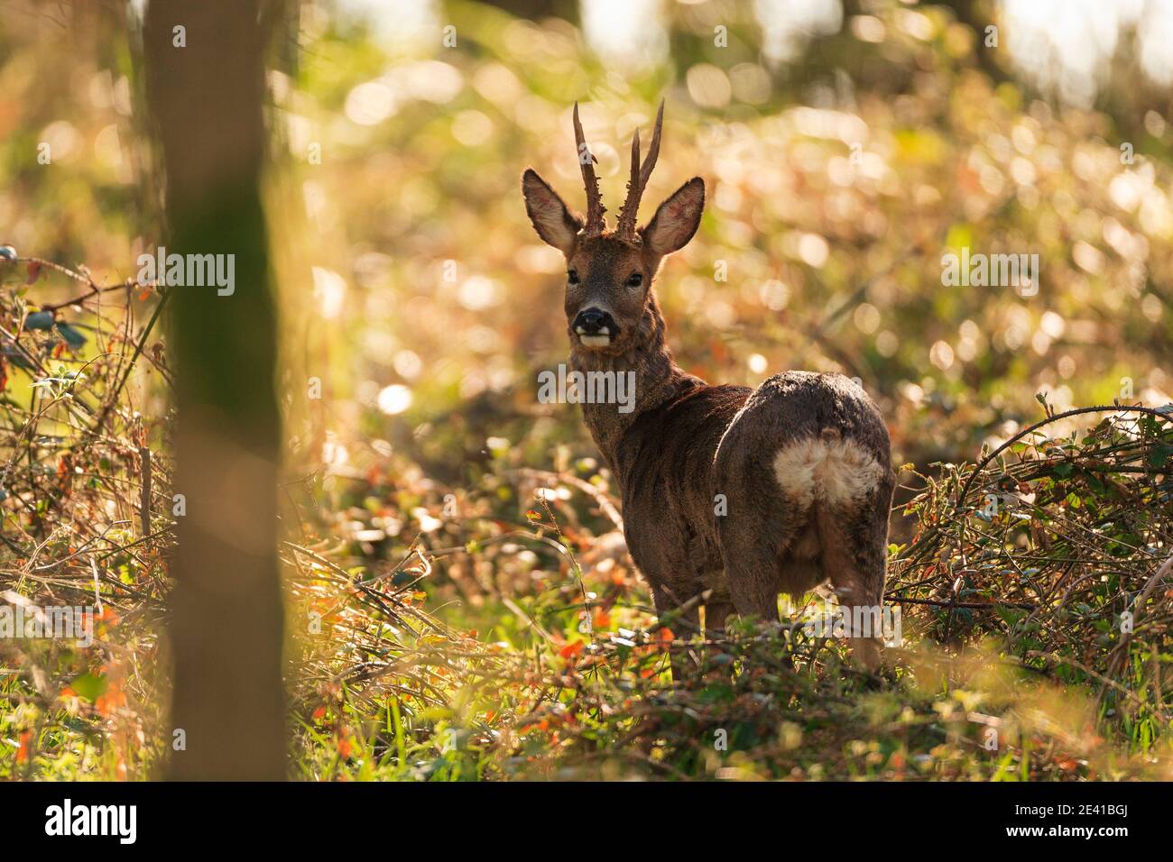 Curious roe deer buck hi-res stock photography and images - Alamy