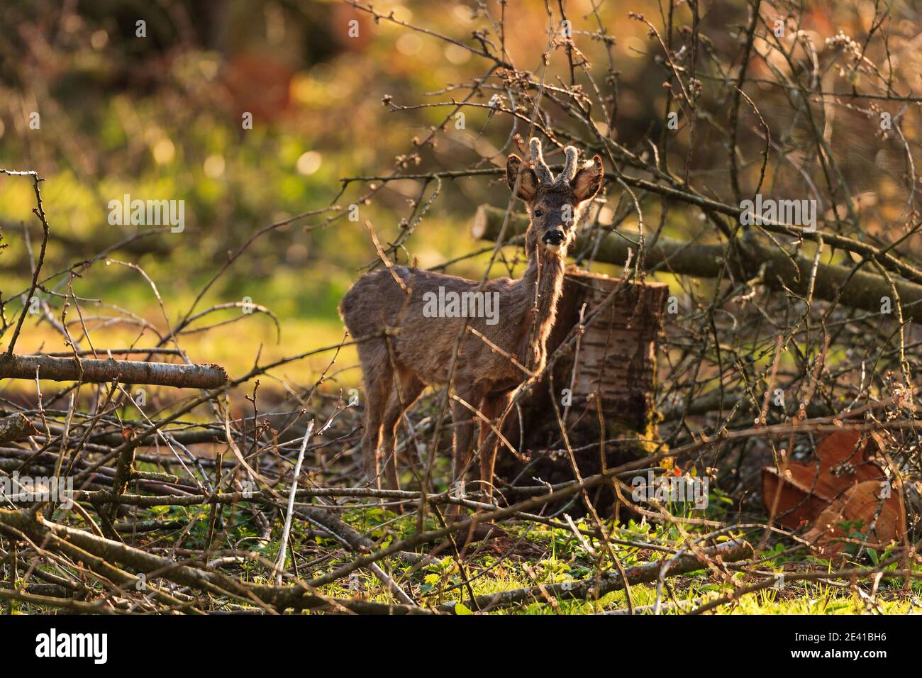 Roe deer woodland uk hi-res stock photography and images - Alamy