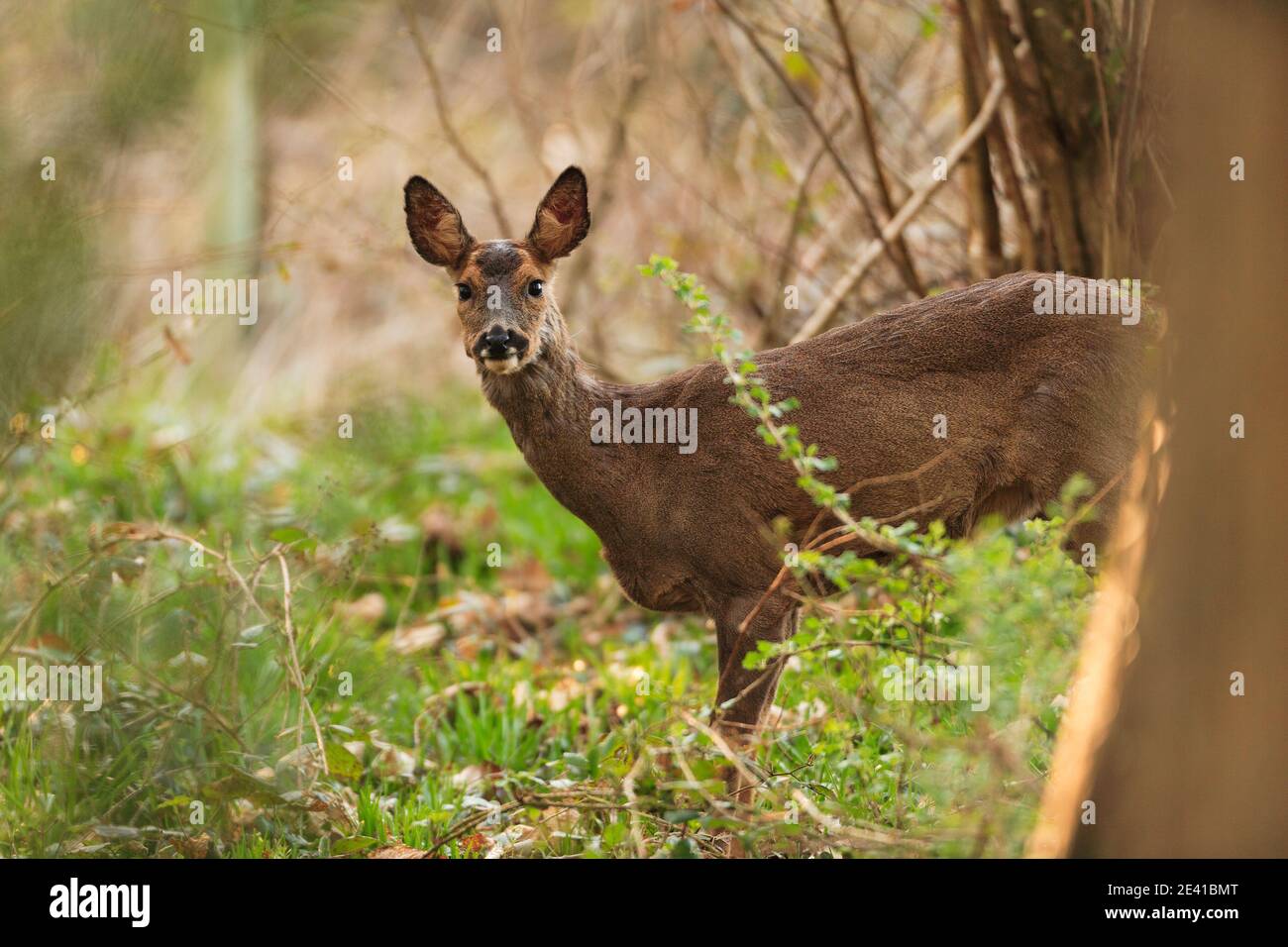 Spring habitat hi-res stock photography and images - Alamy