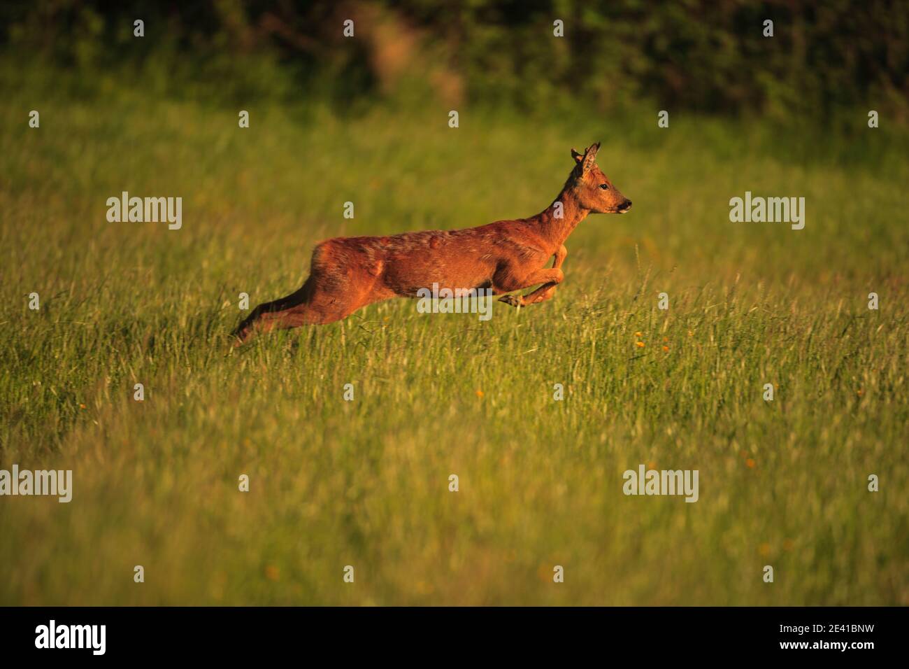 Leaping roe deer uk hi-res stock photography and images - Alamy