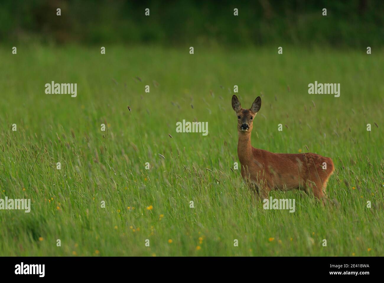 Open field habitat hi-res stock photography and images - Alamy