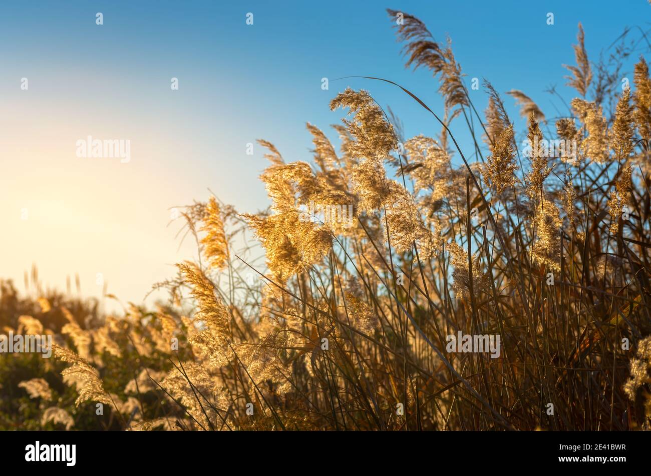 The marsh reed or common reed is a perennial, rhizomatous grass with a ...