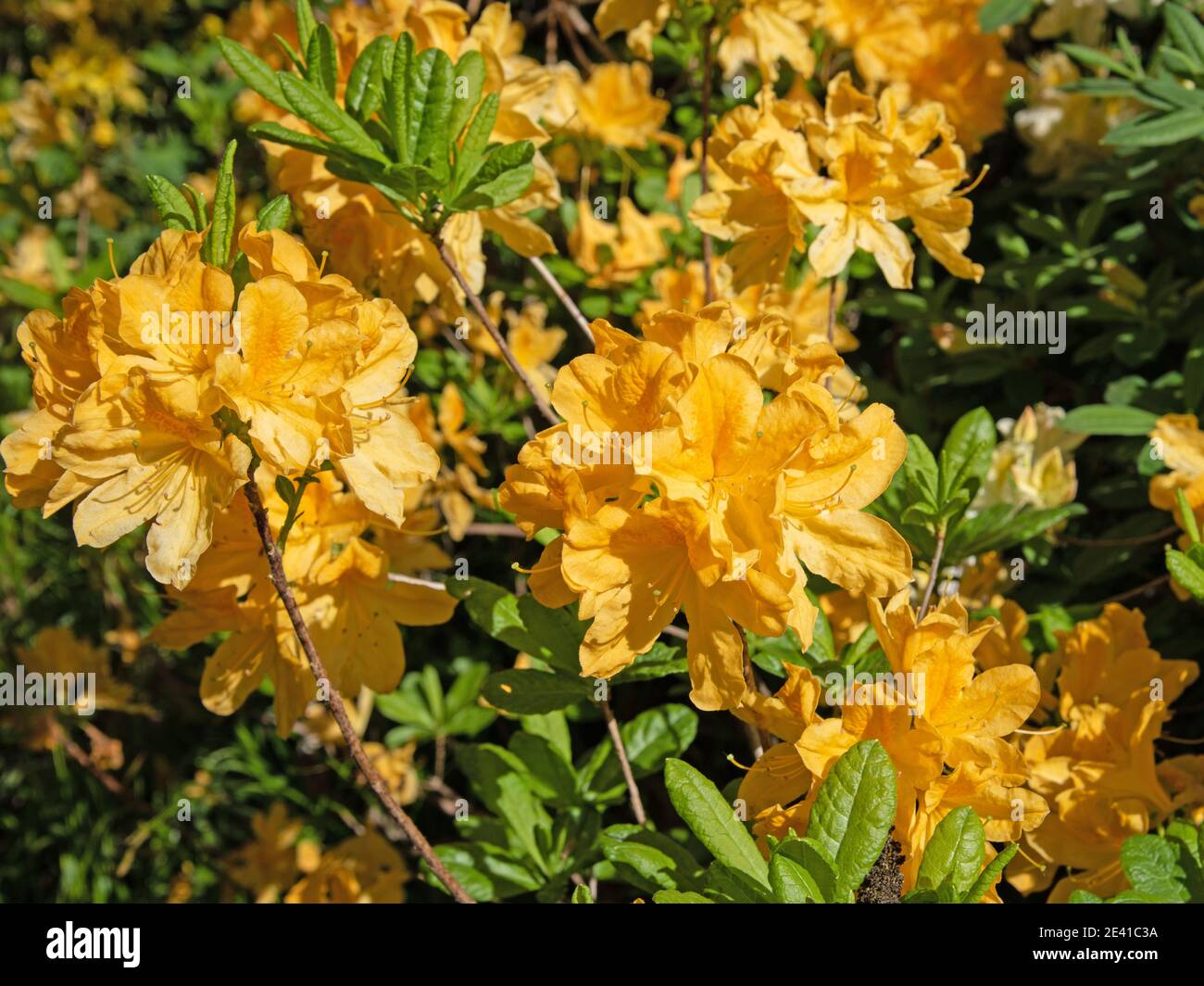Yellow rhododendron hi-res stock photography and images - Alamy