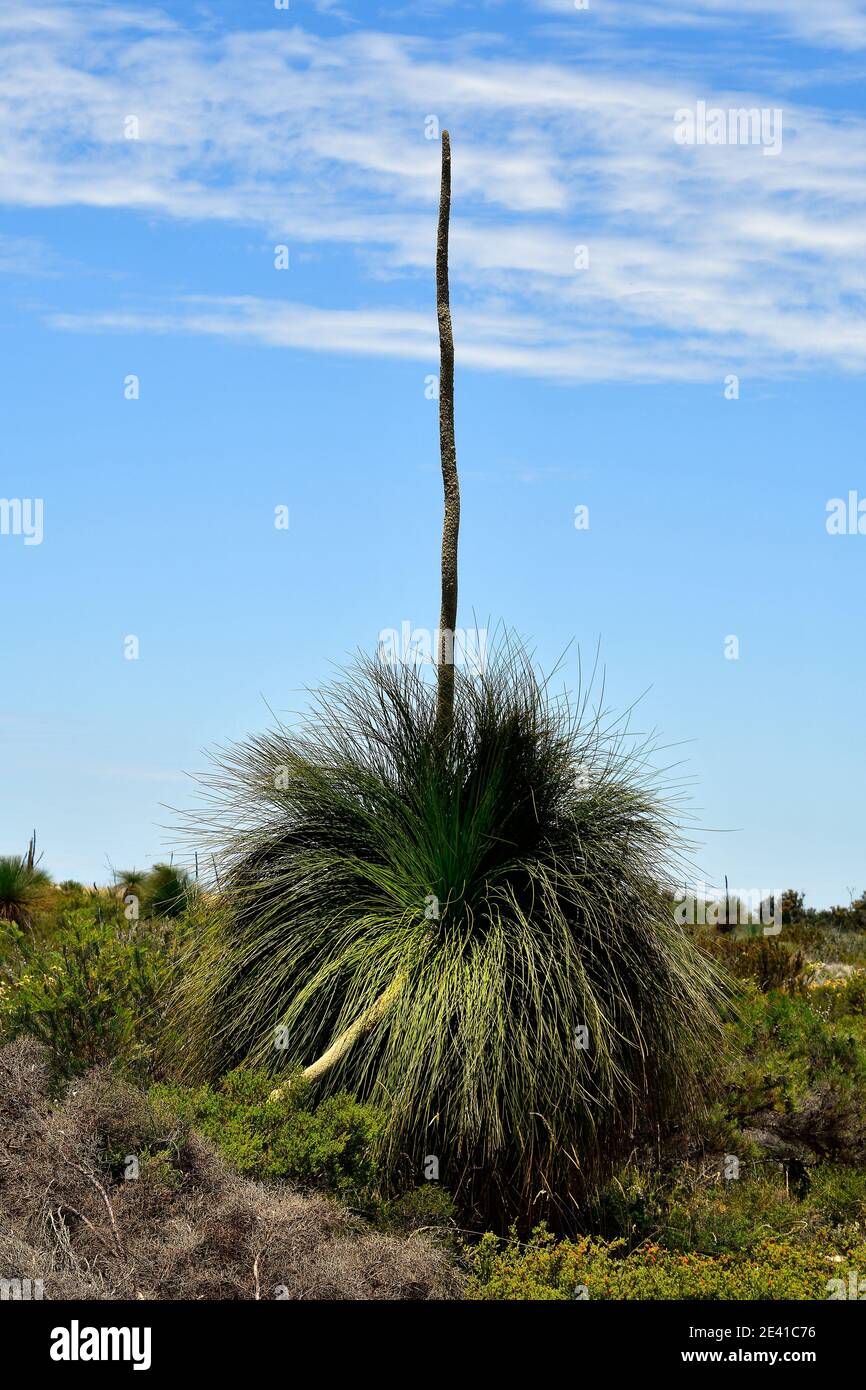 Xanthorrhoea australis hi-res stock photography and images - Alamy