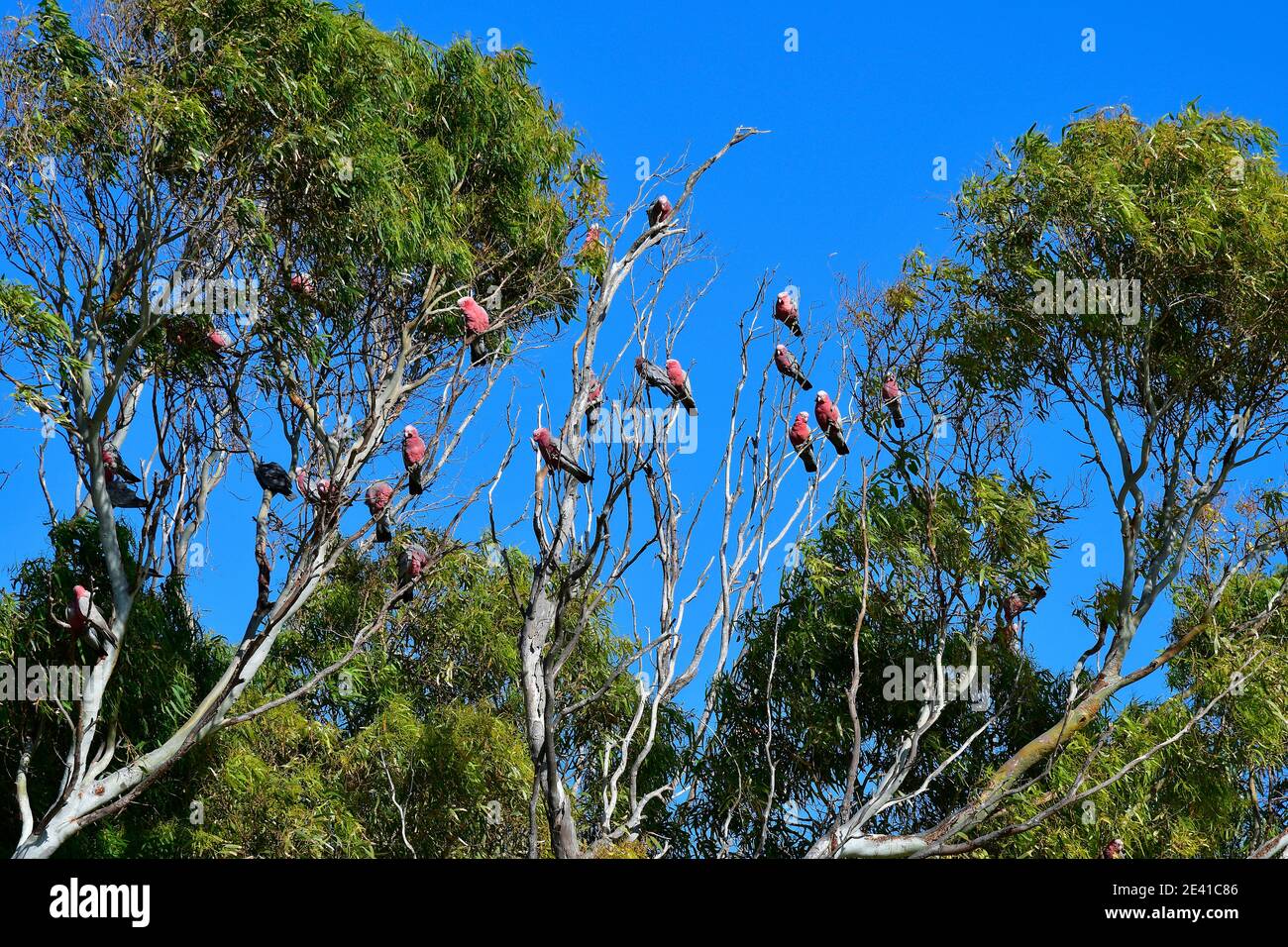 Australia, flock of Galah cockatoos in eucalyptus tree Stock Photo - Alamy