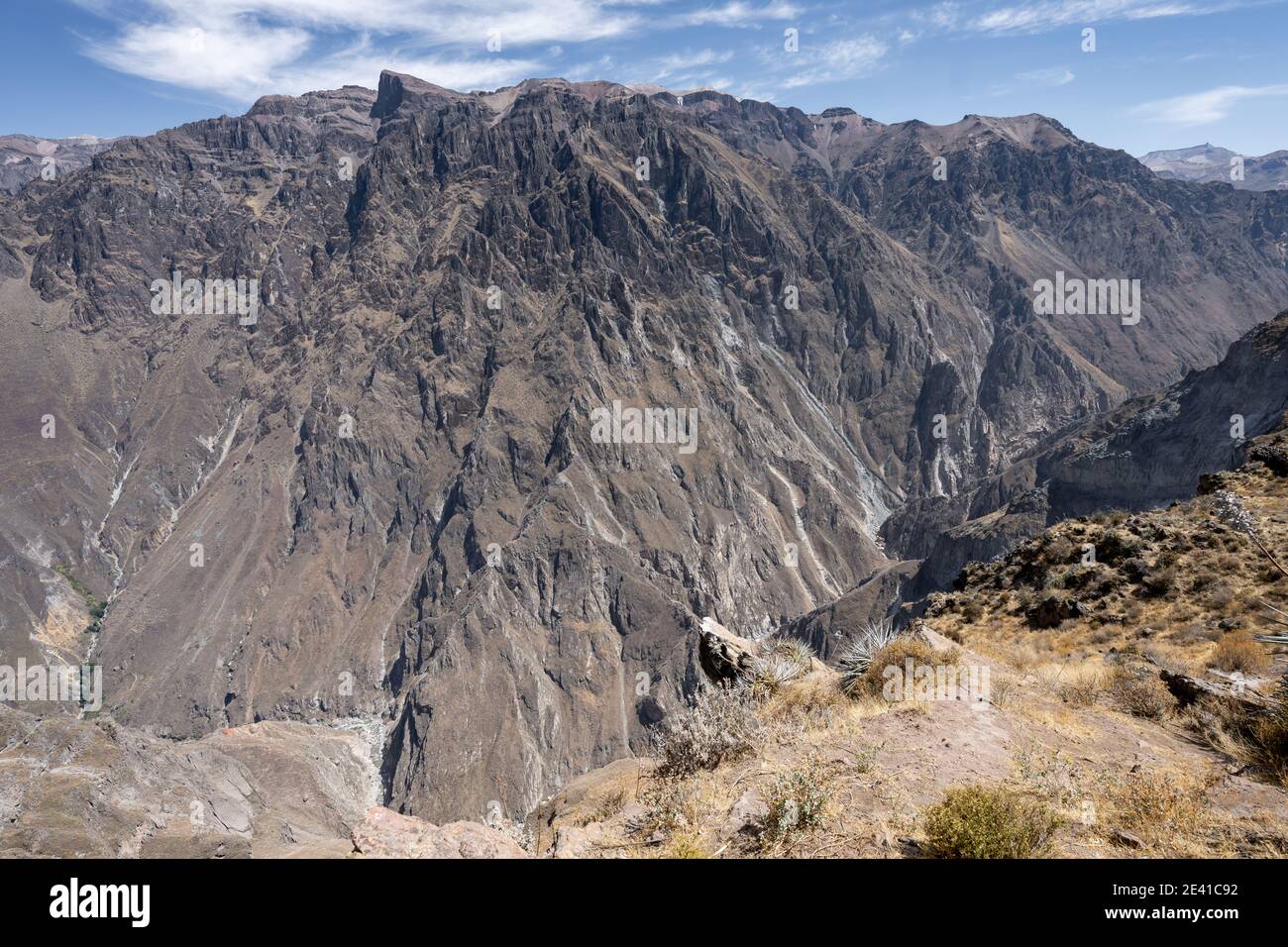Colca canyon in Southern Peru is home to the Andean condor (Vultur ...