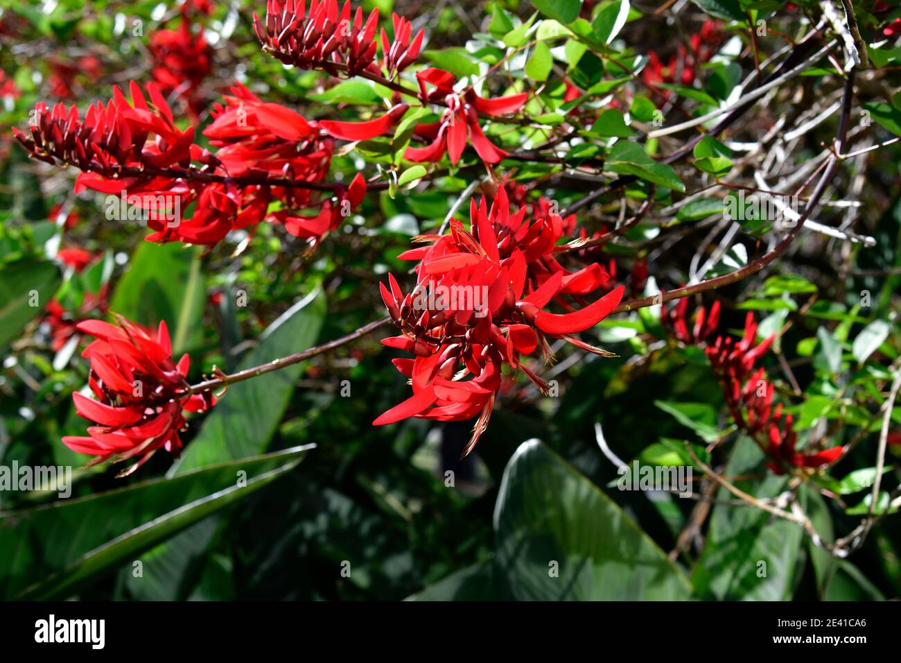 Australia, Jerusalem cherry in public Stirling Garden in Perth Stock ...
