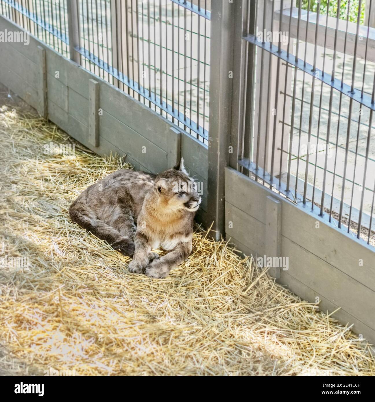 Pretty adult puma in real cage at summer zoo Stock Photo - Alamy