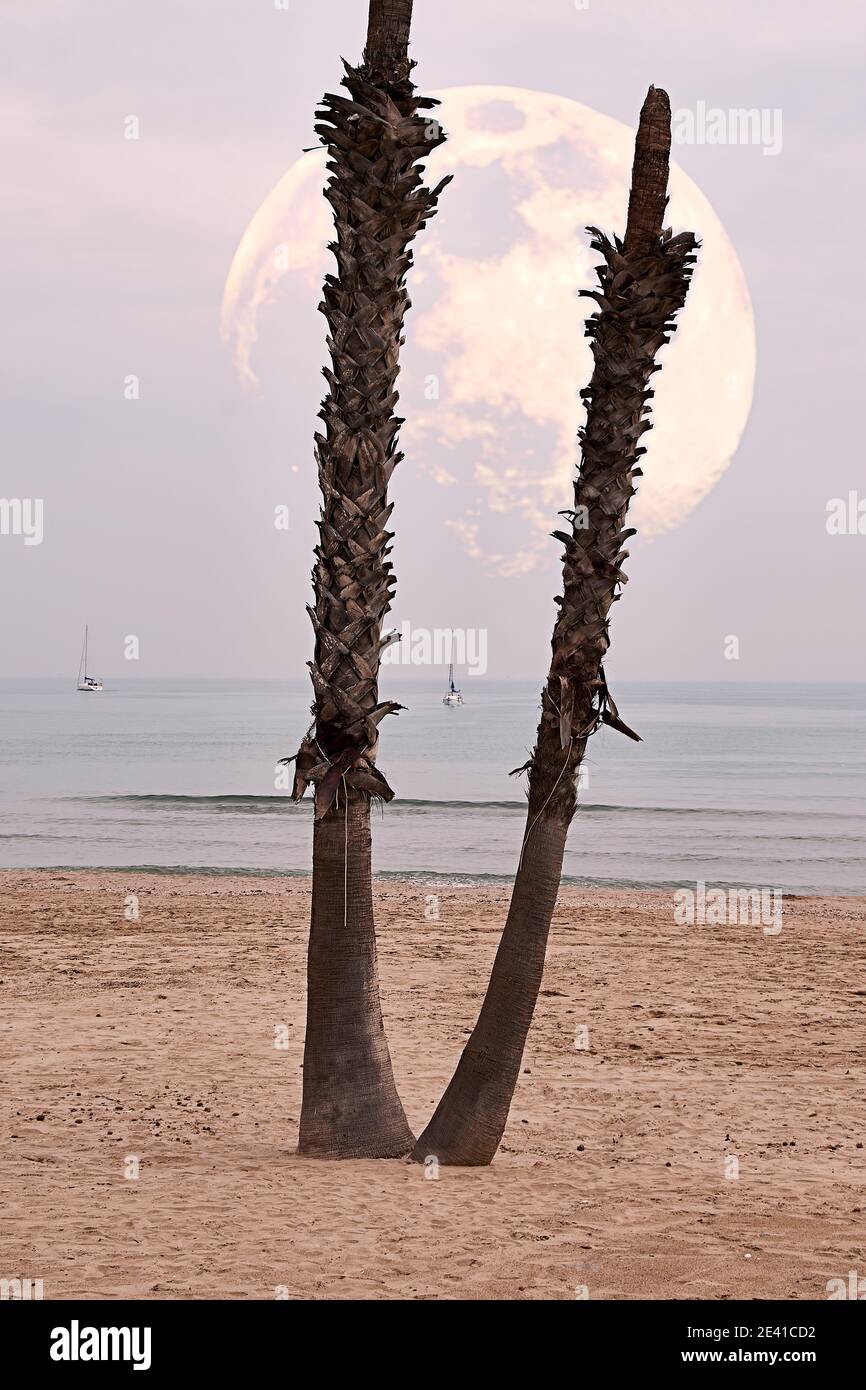 Moon behind palm tree on the shore of the beach with two sailboats ...