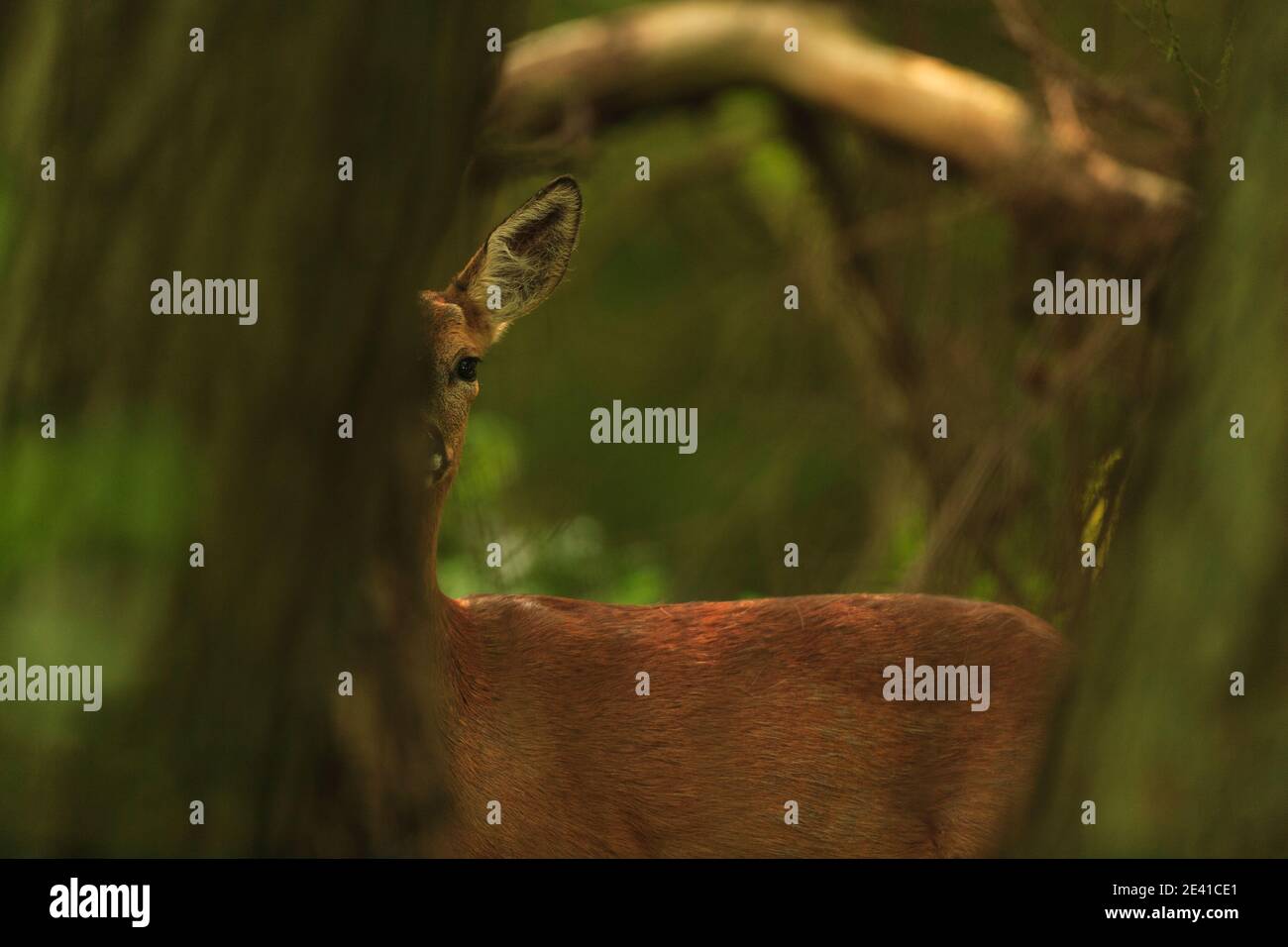 Roe Deer in their natural habitat Stock Photo - Alamy