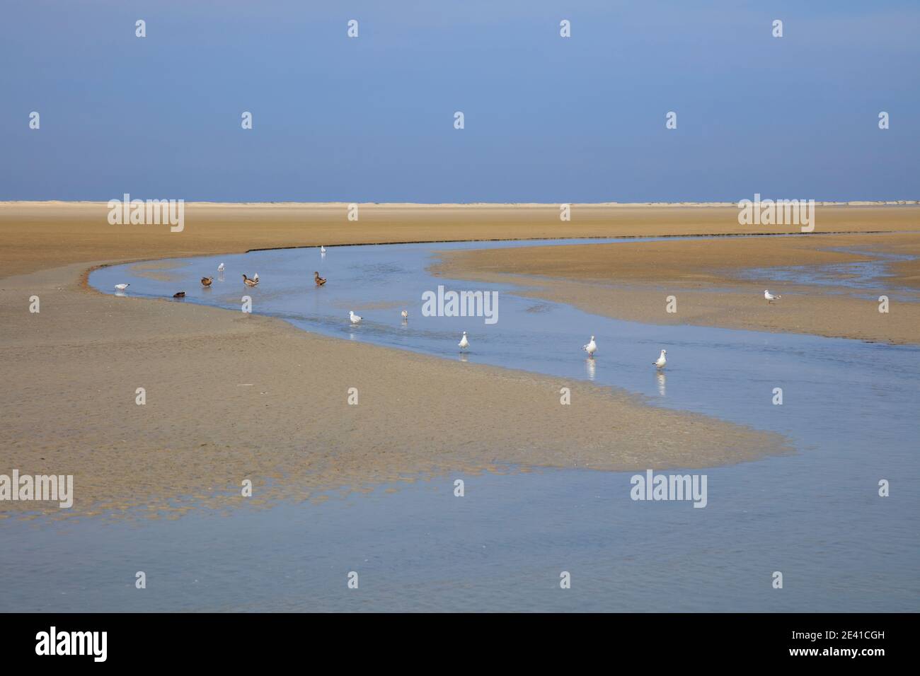 National park wadden sea, Borkum, East Frisian Island, East frisia ...