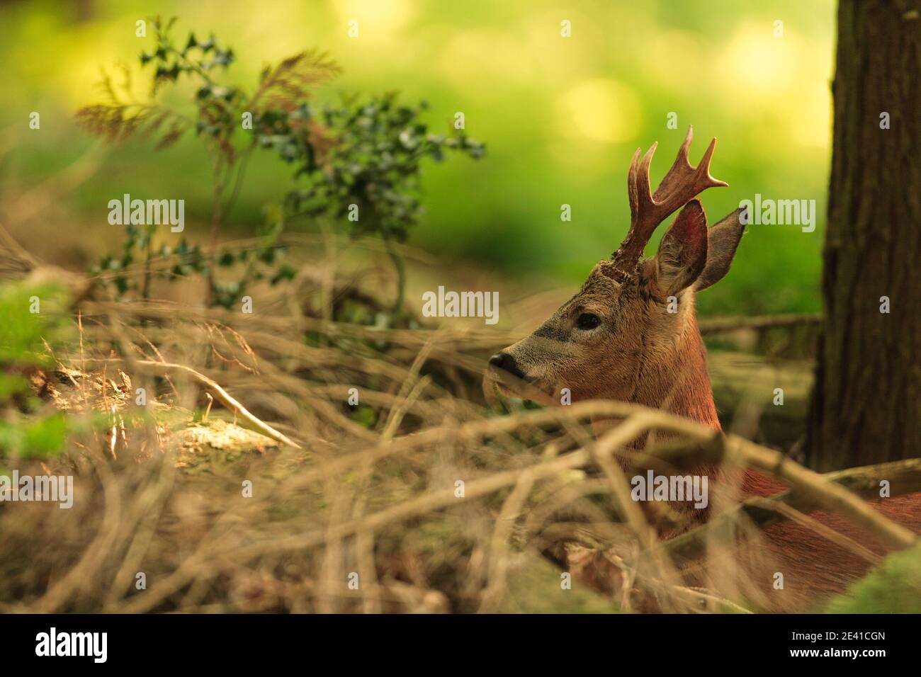 Roe Deer in their natural habitat Stock Photo - Alamy