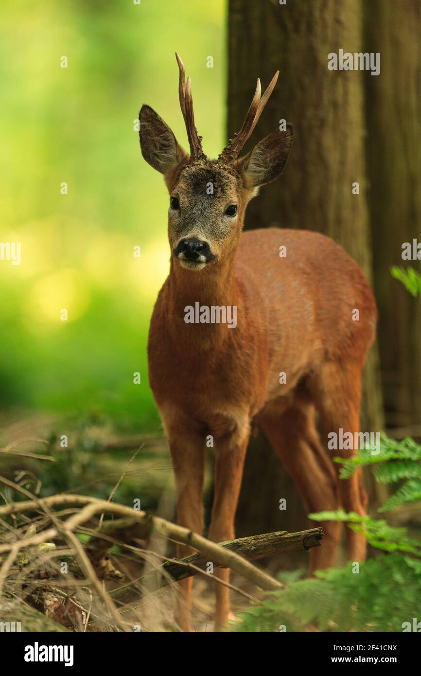 Roe Deer in their natural habitat Stock Photo - Alamy