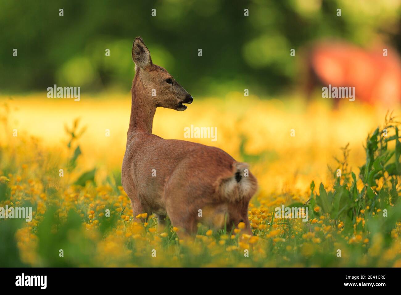 Roe Deer in their natural habitat Stock Photo - Alamy