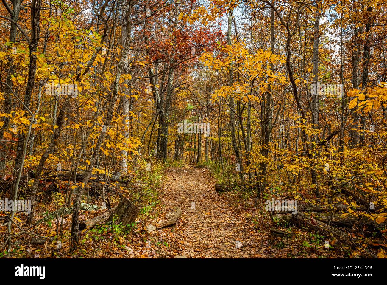 Autumn leaf color change along the Big Meadows Horse Trail near Fishers ...