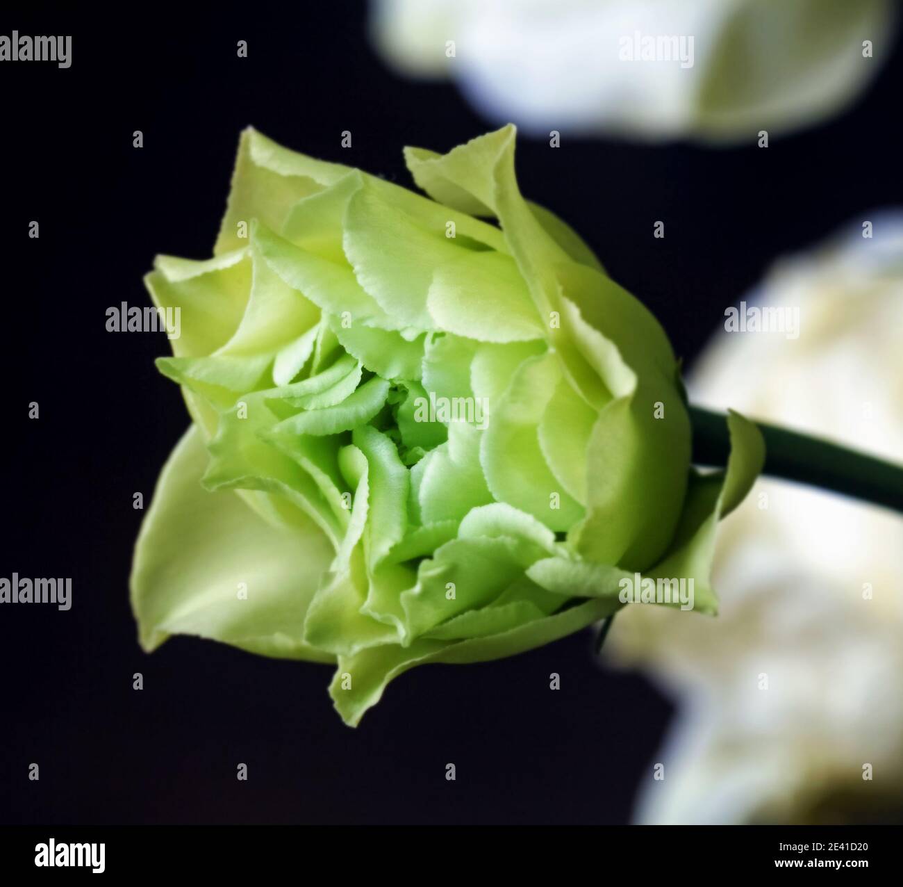 Pretty green eustoma Bud at dark background Stock Photo - Alamy