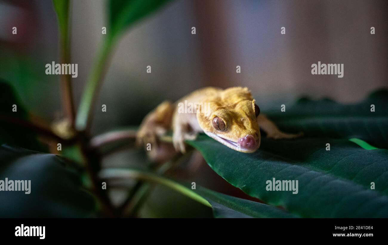 Cute rare hi-res stock photography and images - Alamy