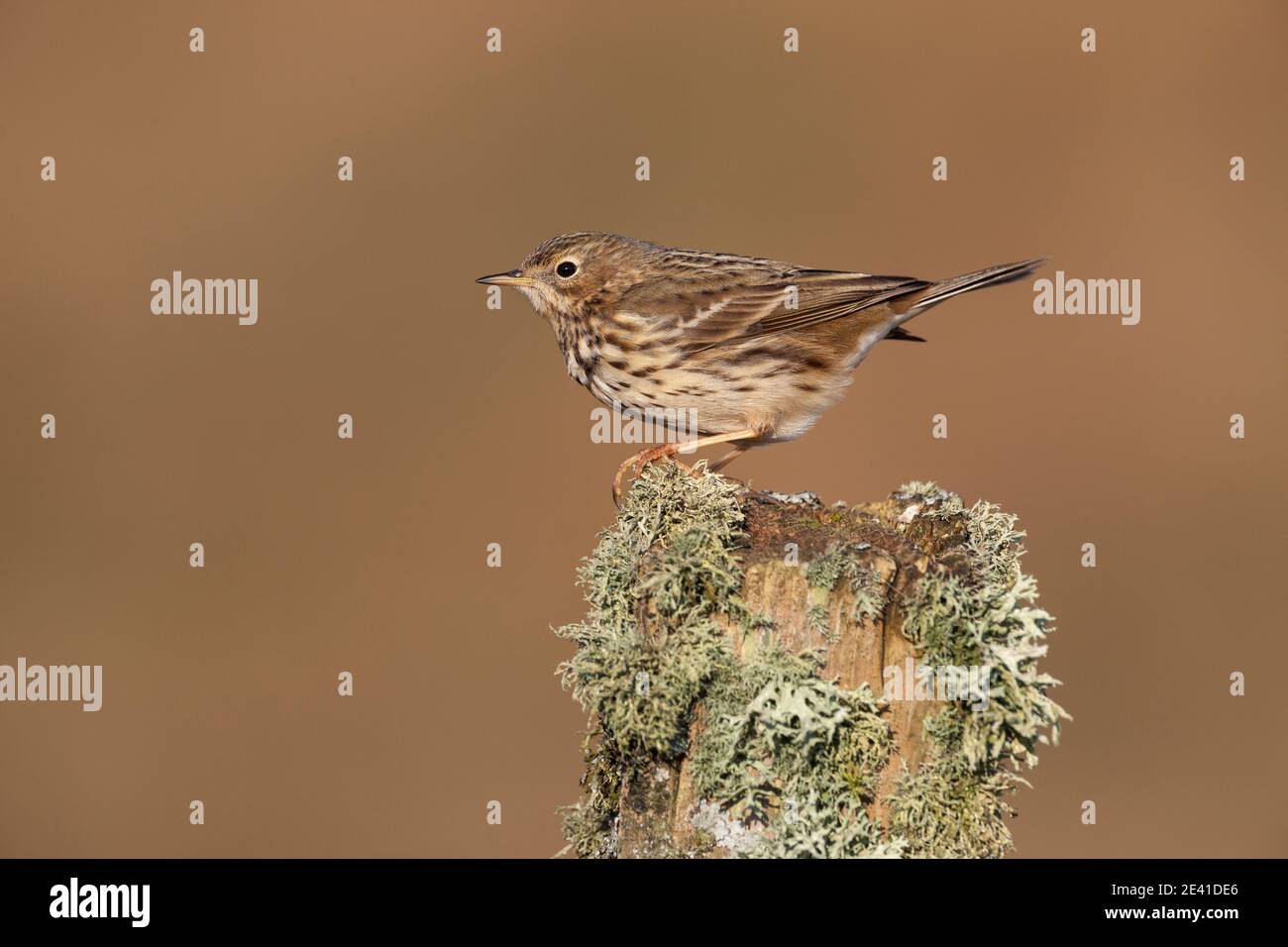 Meadow pipit (Anthus pratensis), Islay, Scotland, UK Stock Photo - Alamy