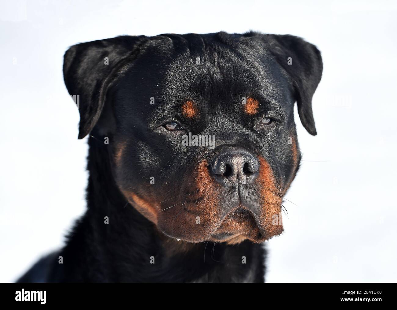 Rottweiler aggressive hi-res stock photography and images - Alamy