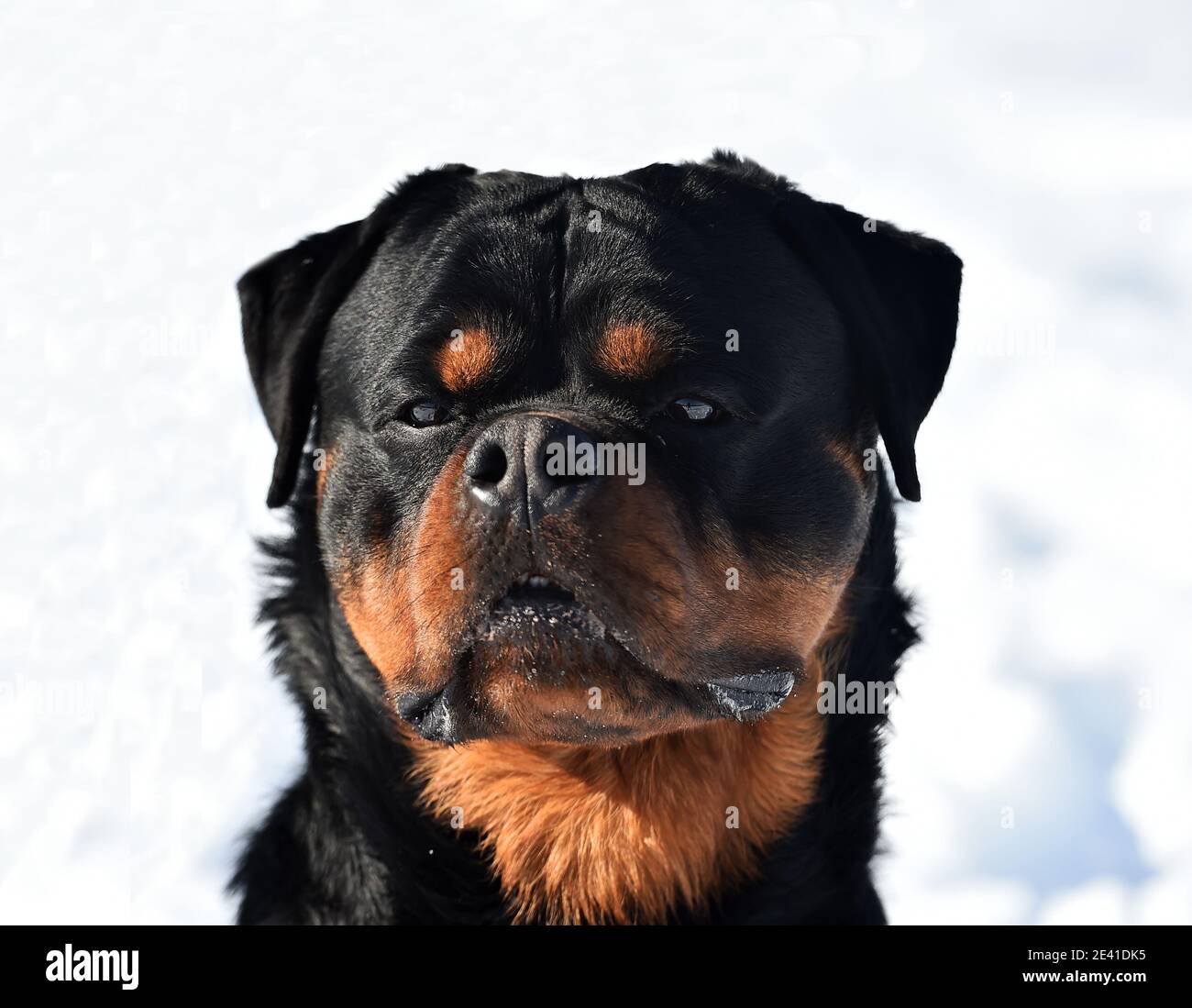 Rottweiler aggressive hi-res stock photography and images - Alamy