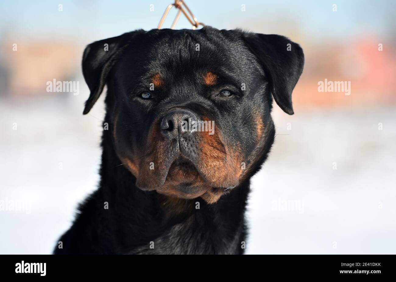 a strong rottweiler dog Stock Photo - Alamy