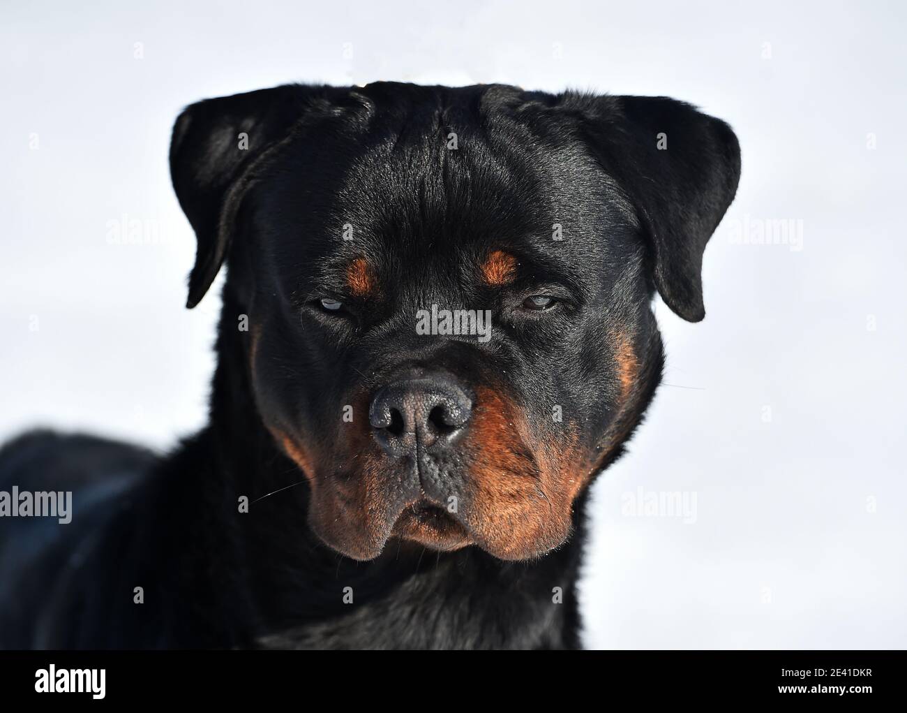Are Rottweilers Strong