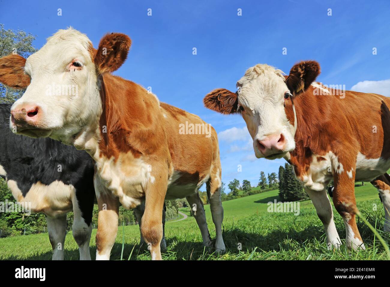 Simmental cows on the meadow Stock Photo - Alamy