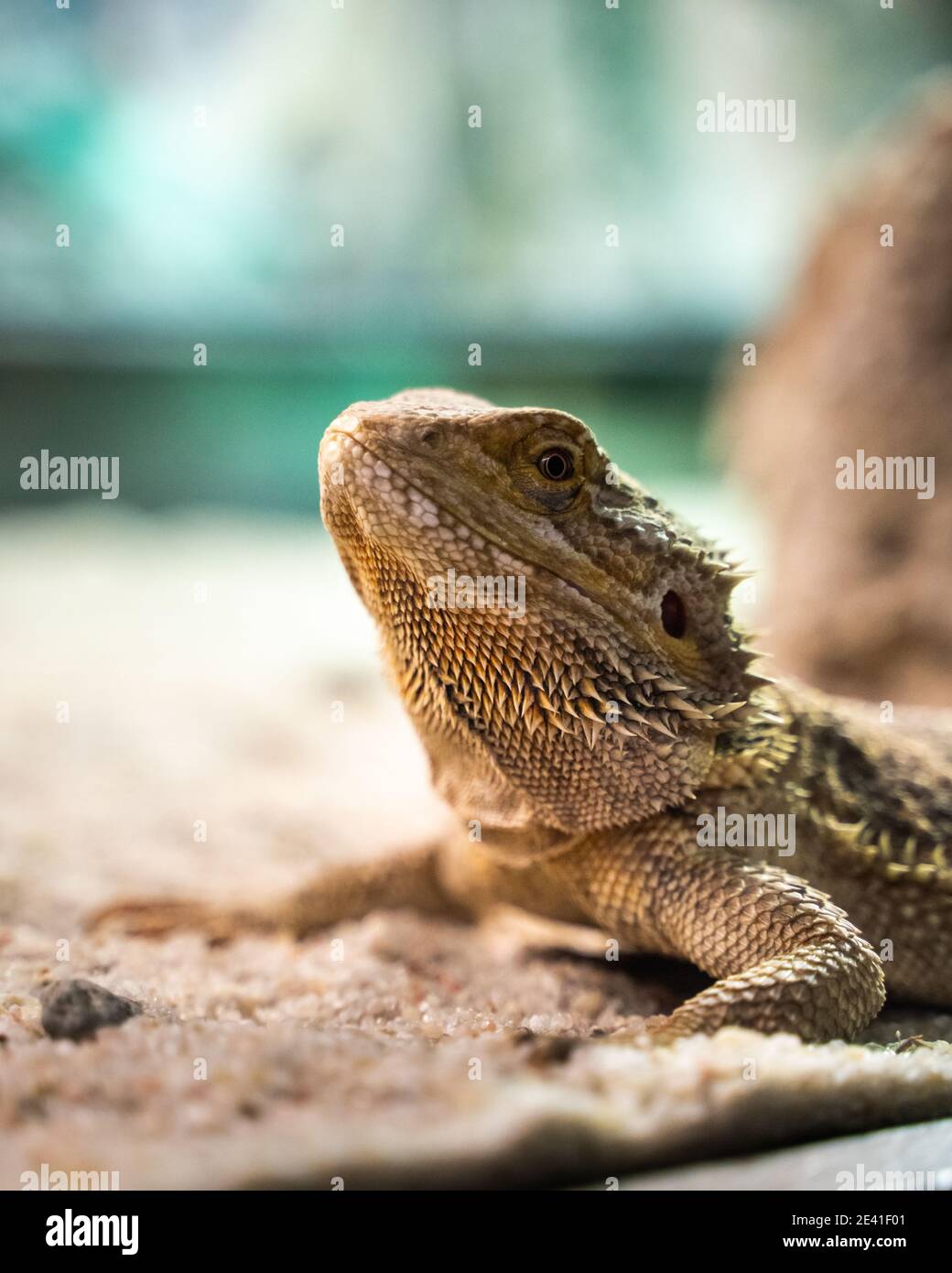 Close up agama hi-res stock photography and images - Alamy